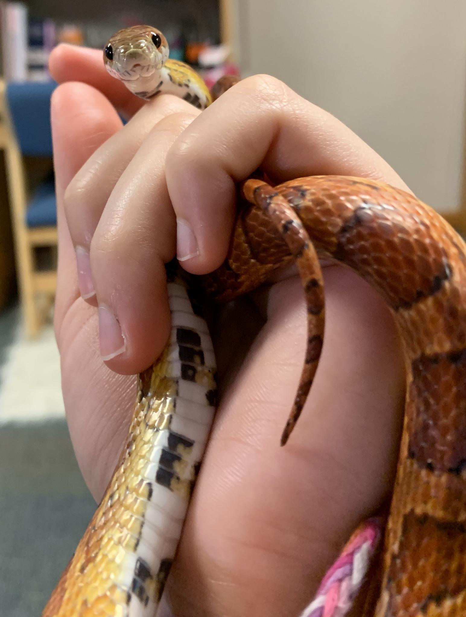 Meet Emmett, my corn snake rescue :) | Scrolller