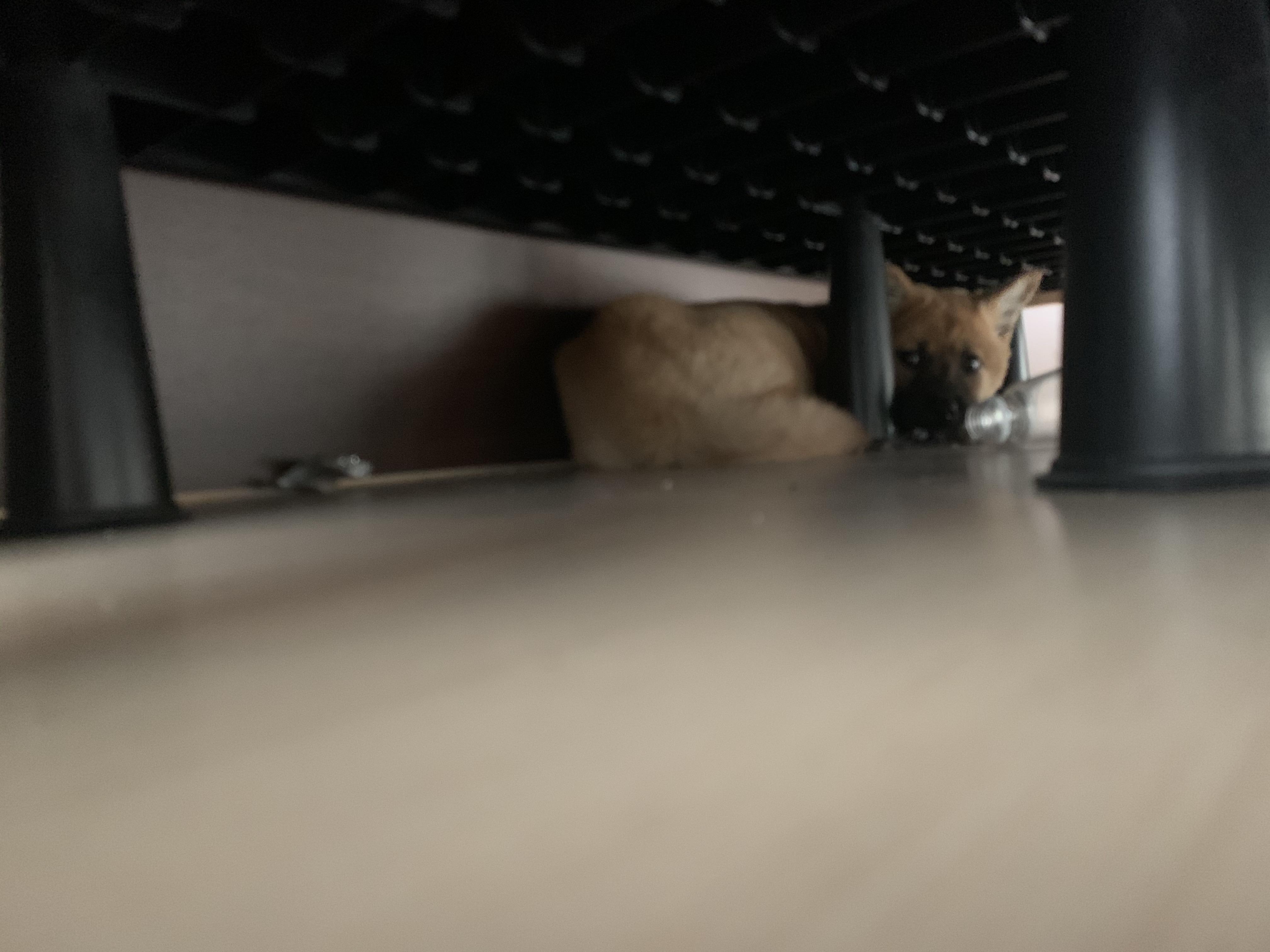 Meet Eva! She’s 4 months old and very scared to be in a new home! Does anyone have any tips on ...