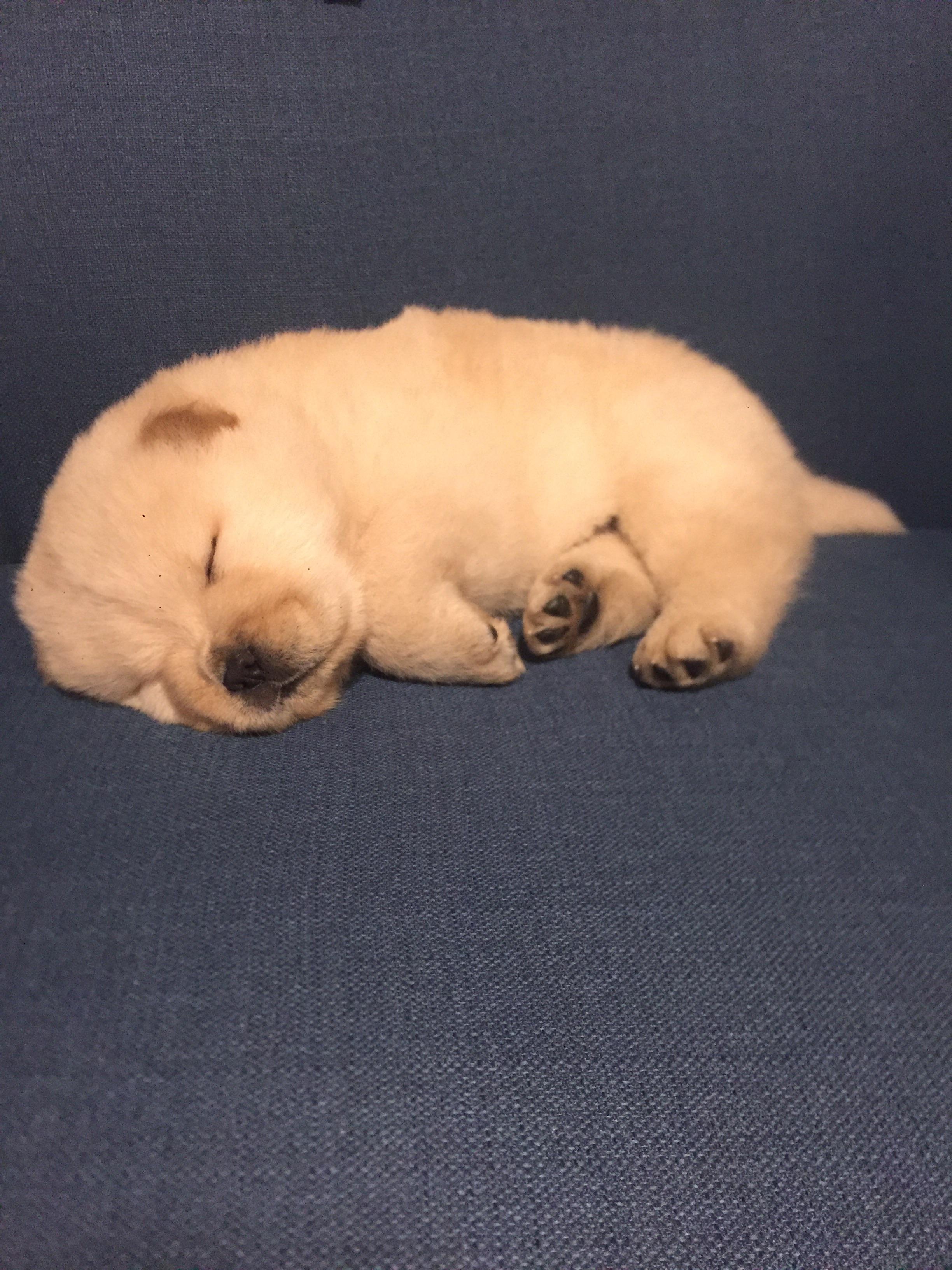 Meet Finn . He is smols | Scrolller