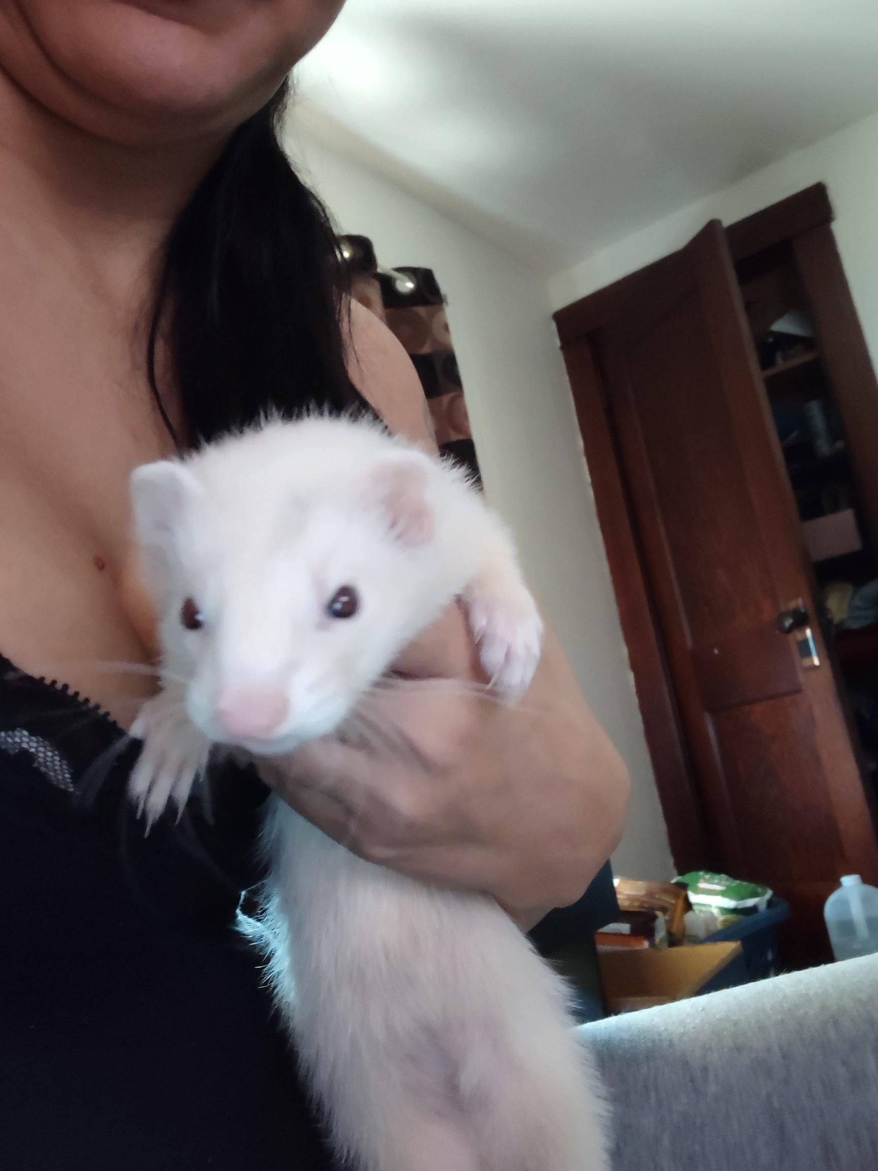 Meet Freya, 12 weeks old. Can't wait to introduce her to Loki | Scrolller