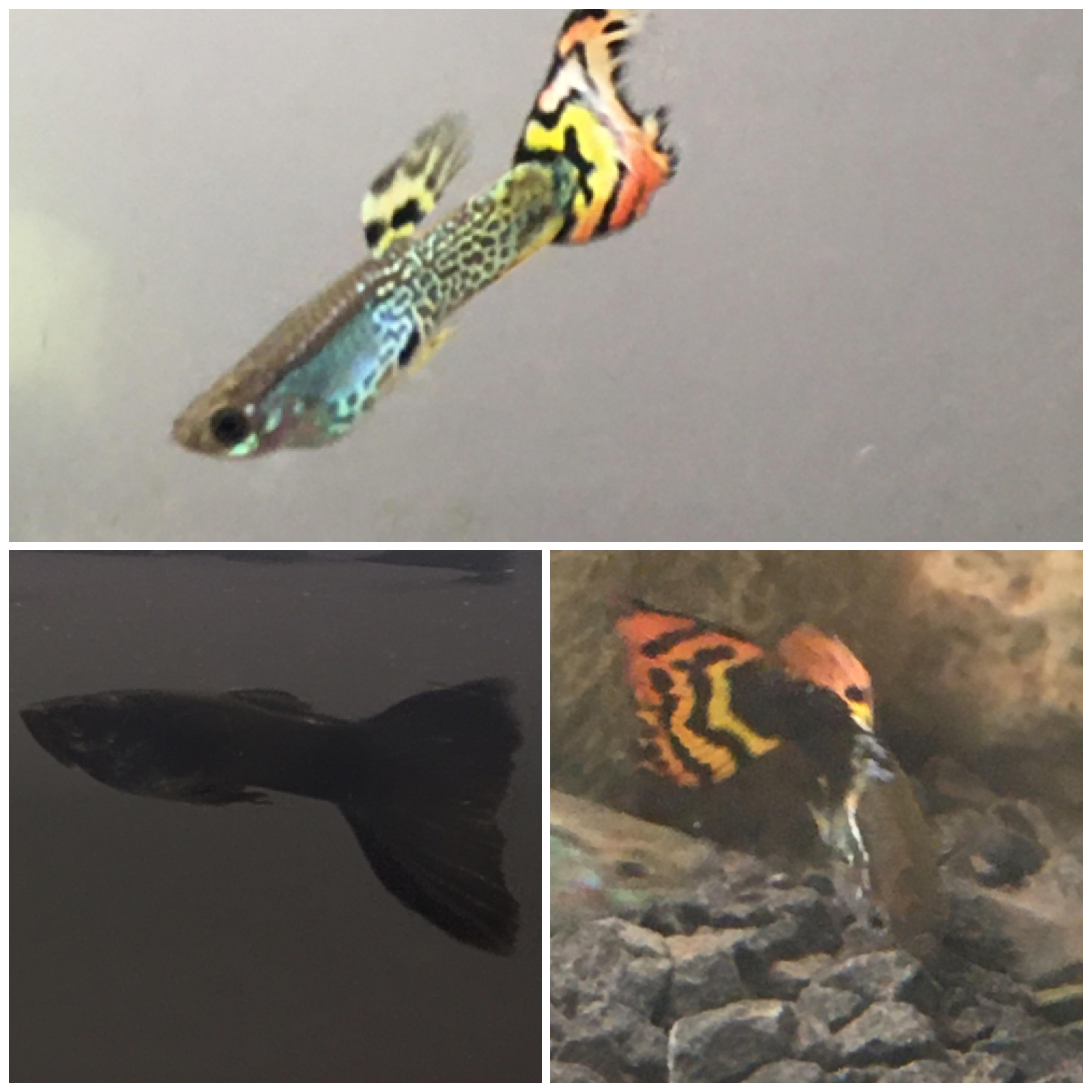 Meet Gaylon The Thrid, Edge and Zuko. Names in order of top, left and right. | Scrolller