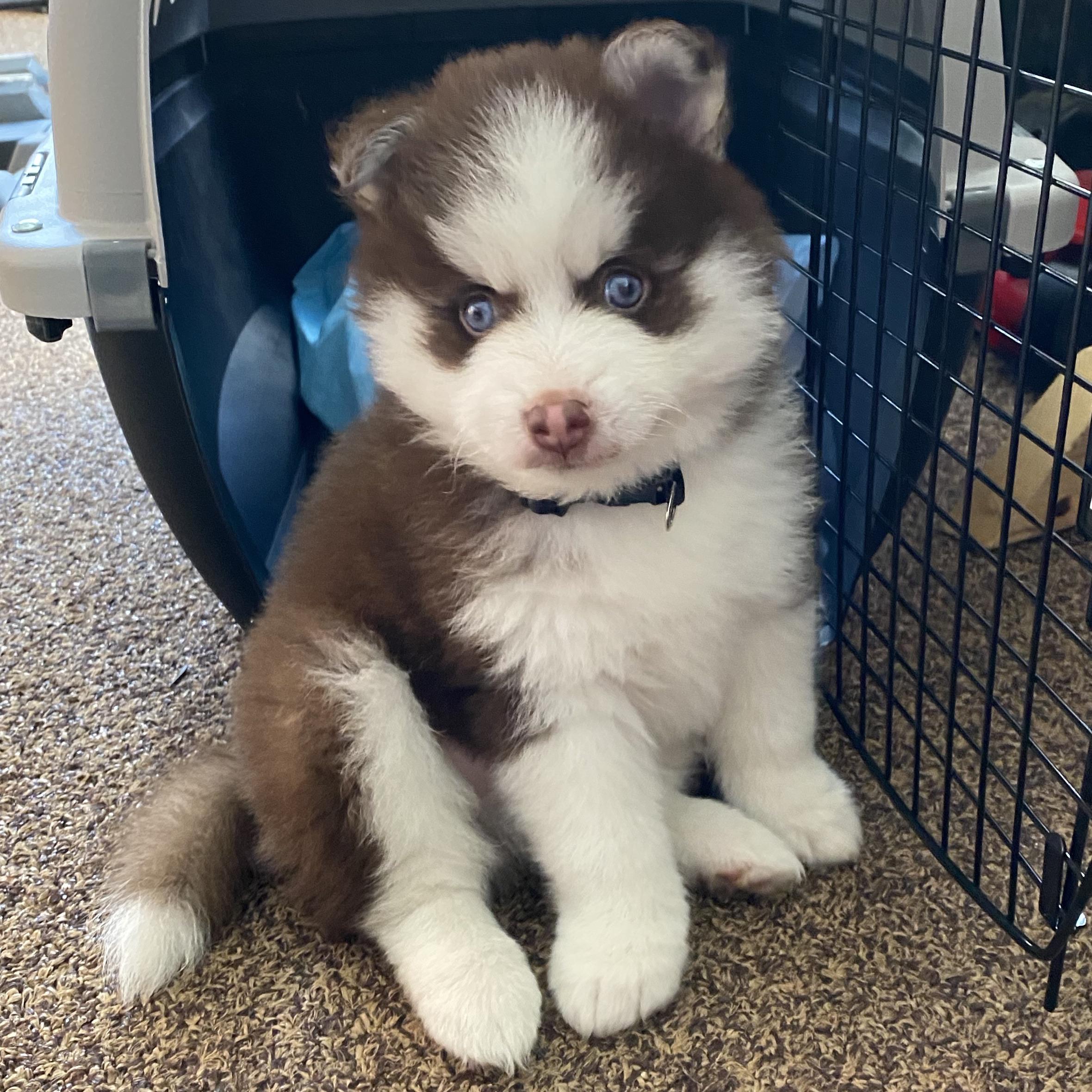 Meet 곰돌이 (Gomdori, aka Bear 🐻). My 9 week old Pomsky. | Scrolller