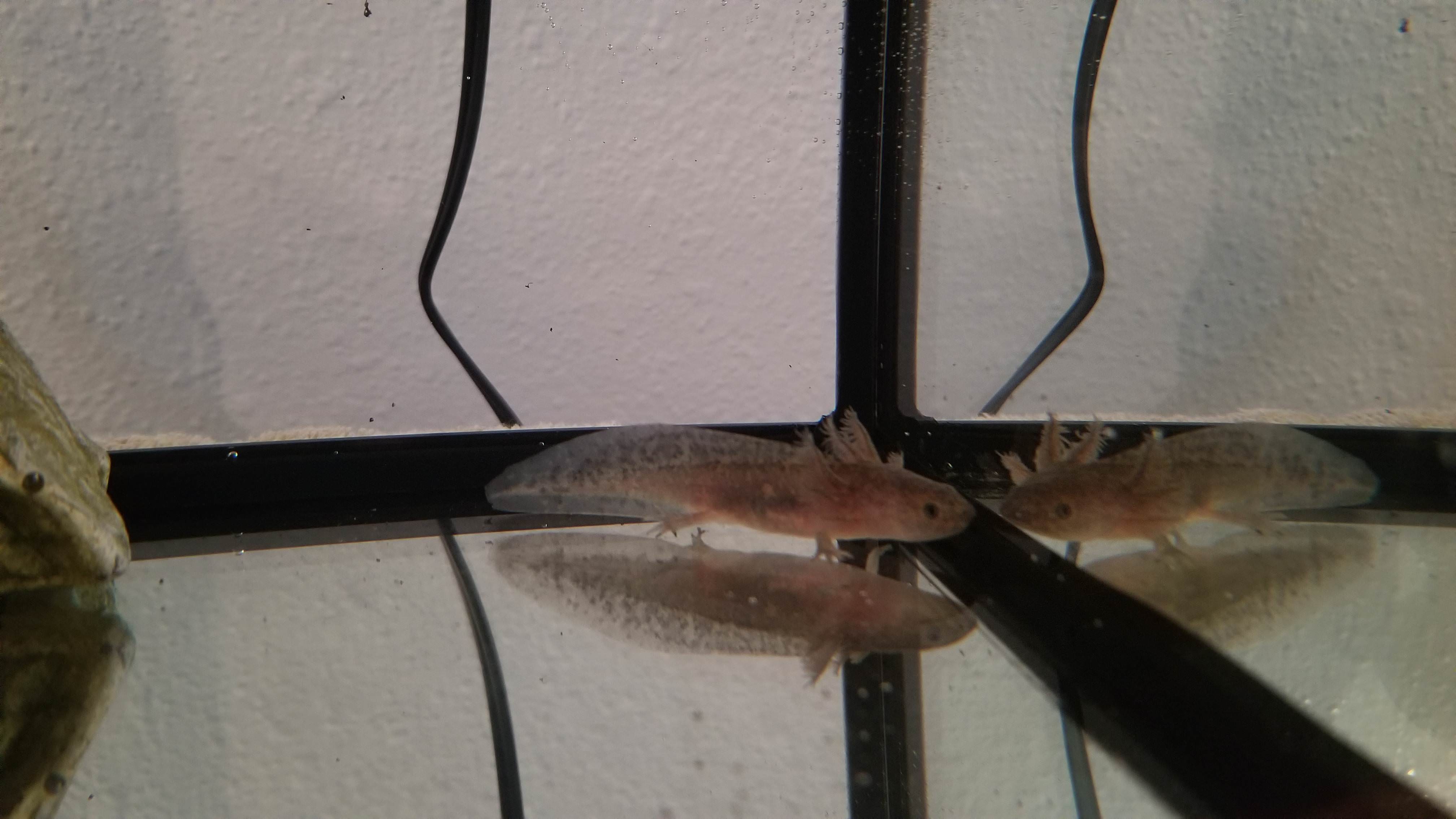 Meet Groot! Our first axolotl. We are excited to have him and watch him grow. | Scrolller