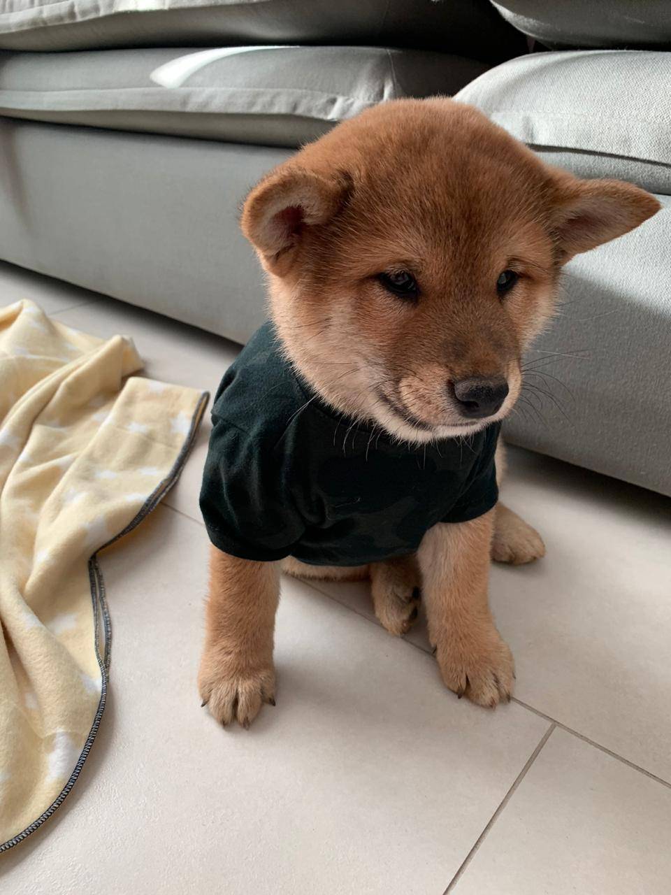 Meet Haiko. Our first shiba! | Scrolller