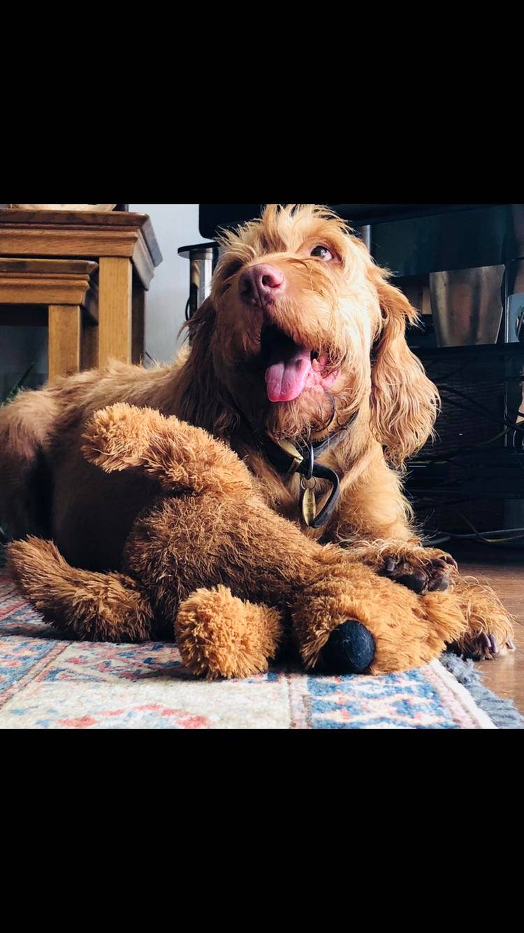 Meet Harry the wire-haired viz, the lover of all teddy’s alike. | Scrolller