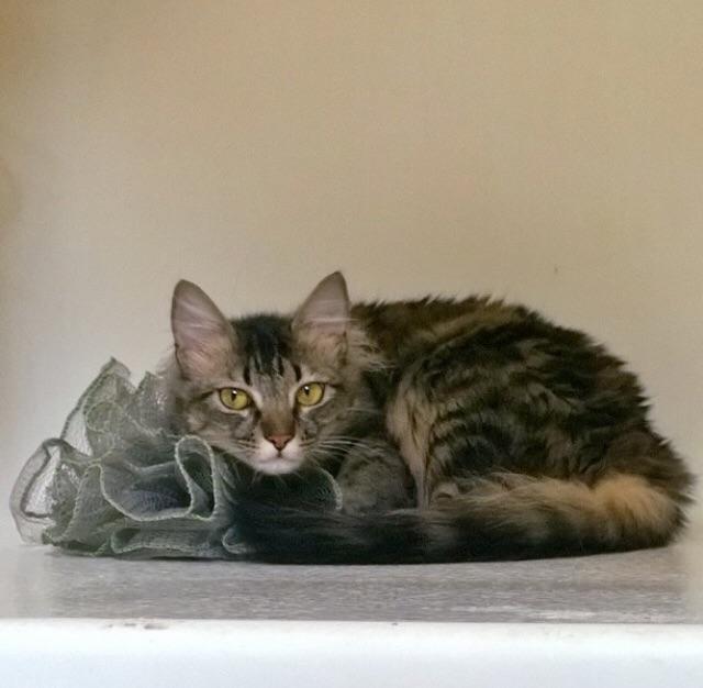 Meet Iris Lossie the mainecoon mix. | Scrolller