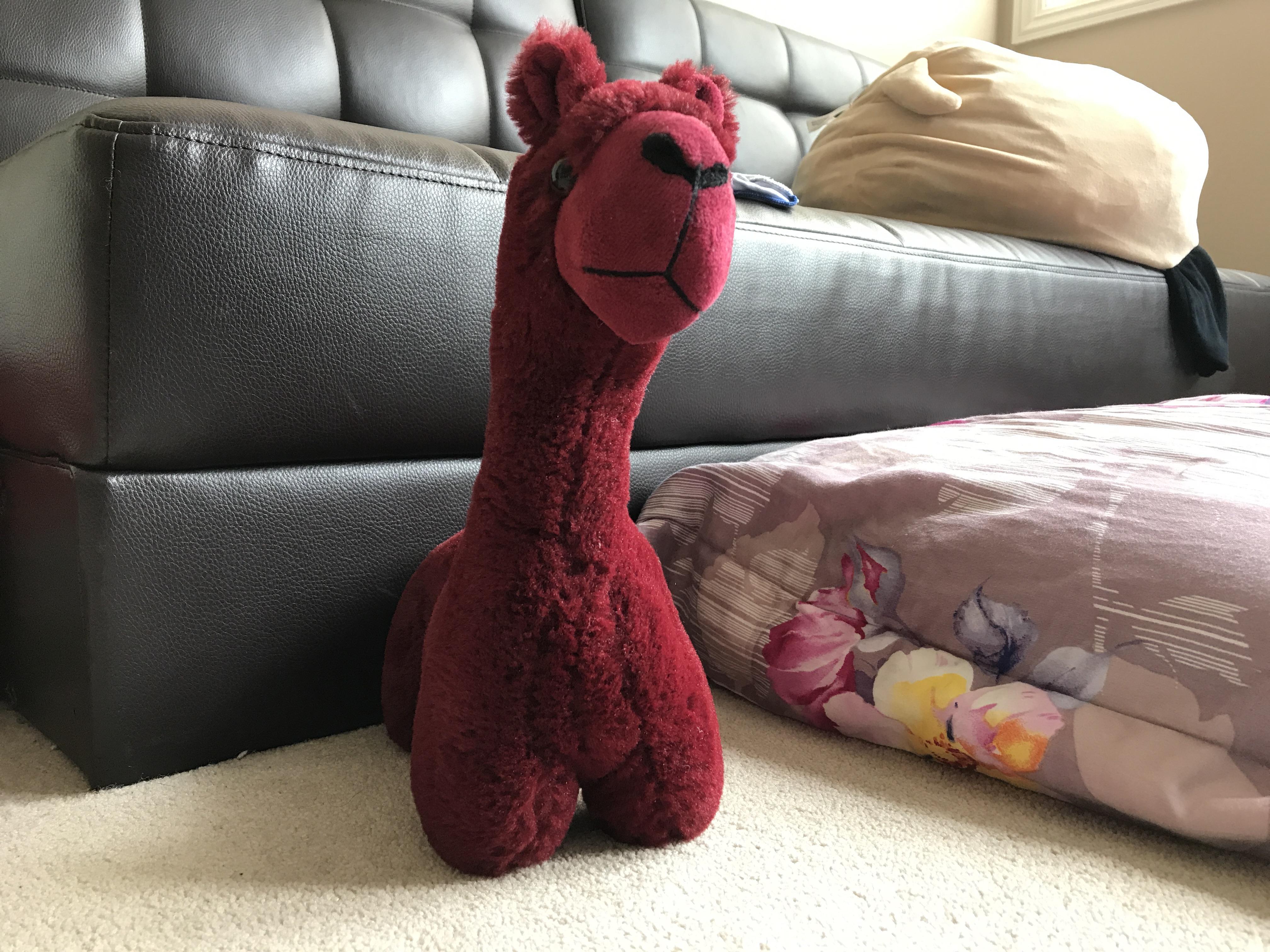 Meet Jerry the alpaca | Scrolller