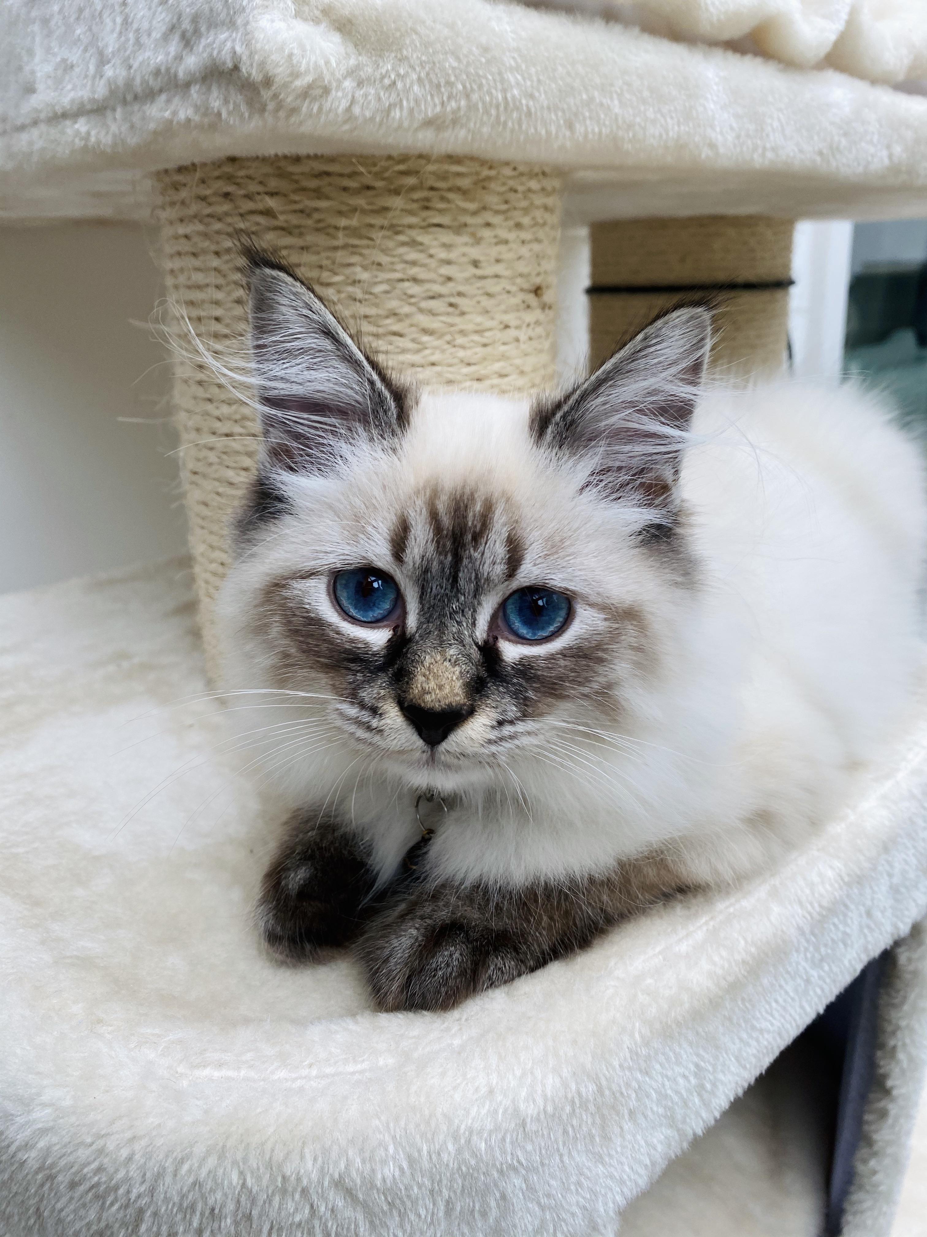 Meet Kai - 9am-8pm loving companion. 1am - 3am crackhead | Scrolller