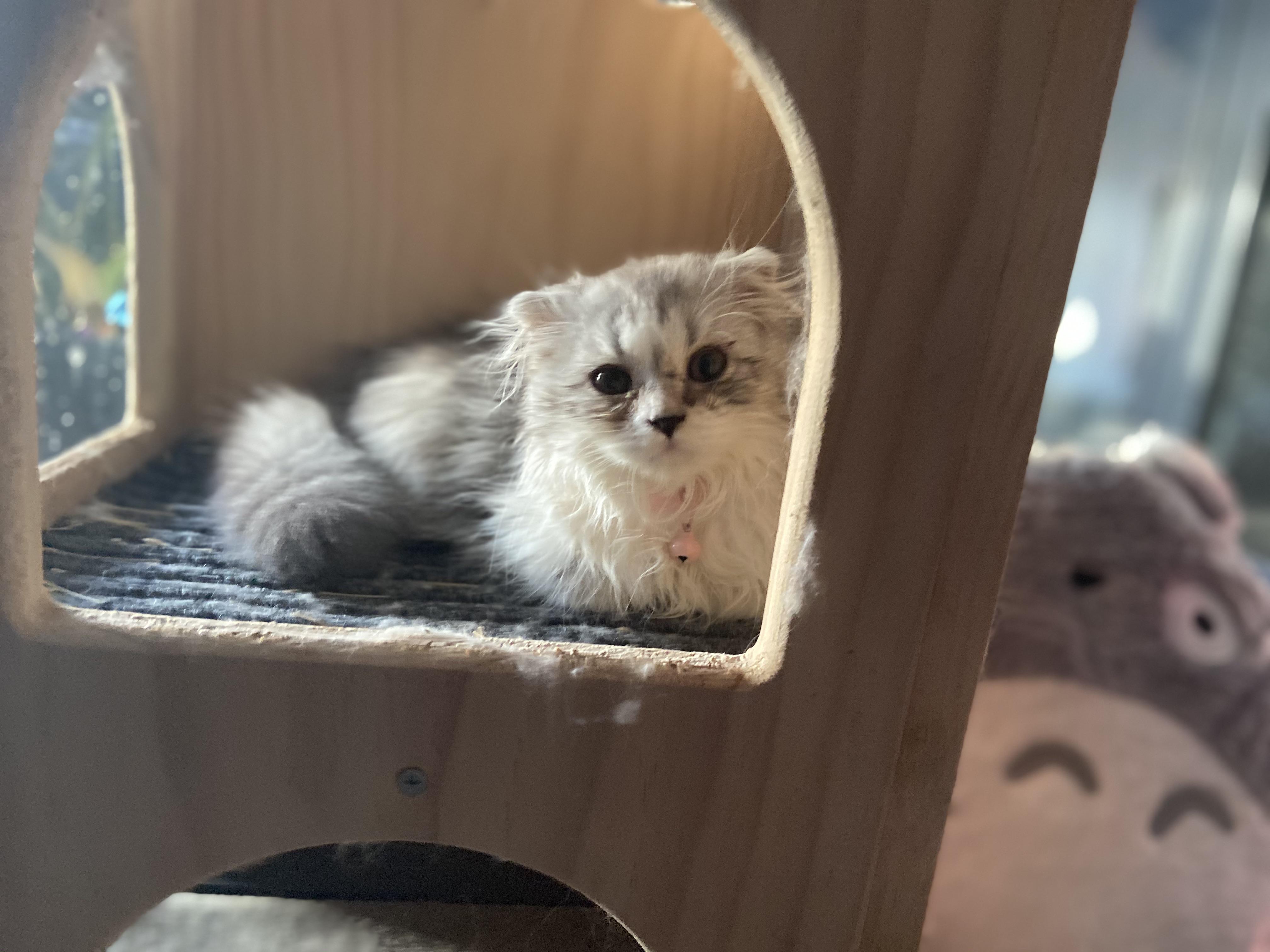 Meet Kiki Scrolller