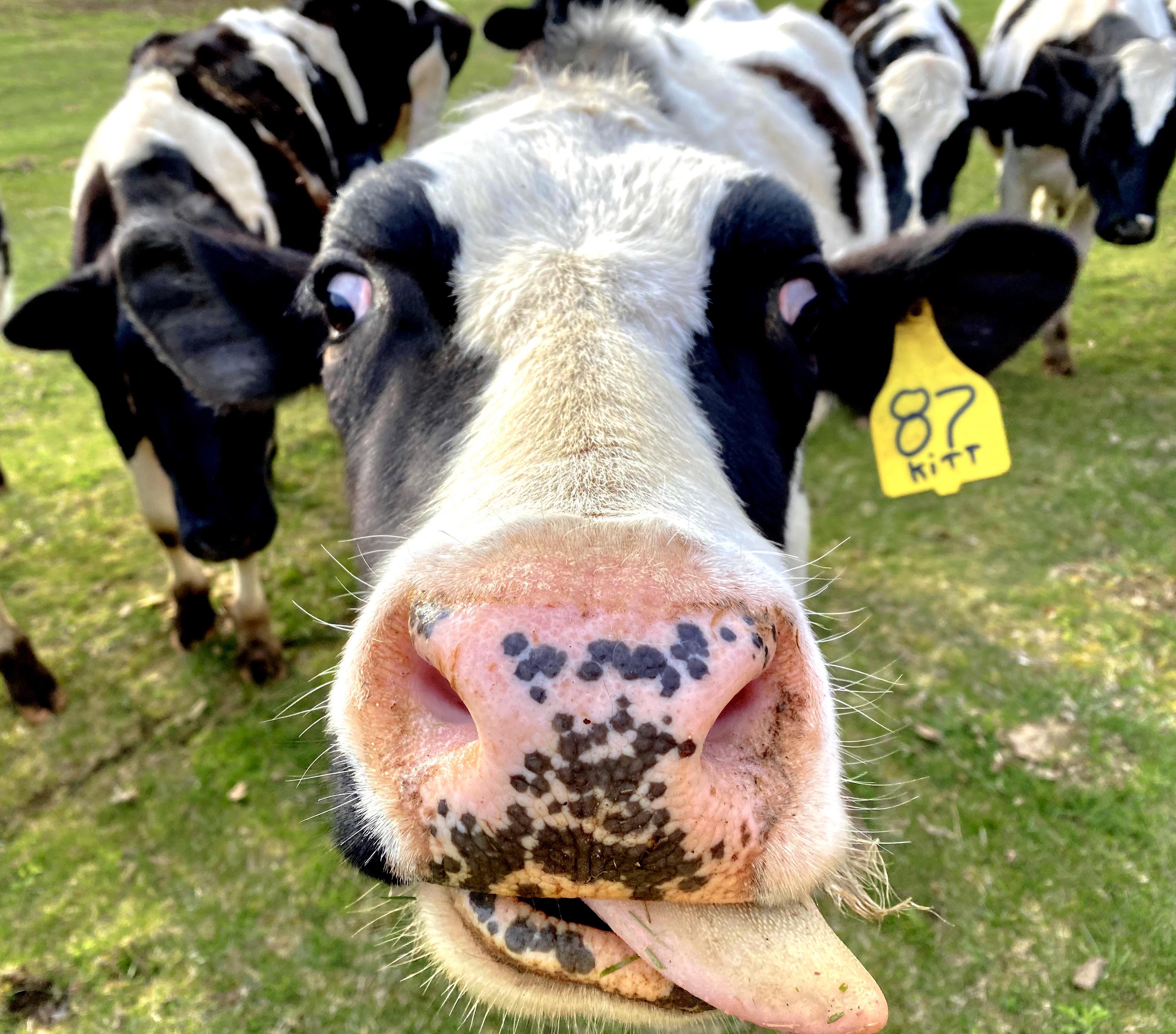 Meet Kitt. She’s such a weirdo. | Scrolller