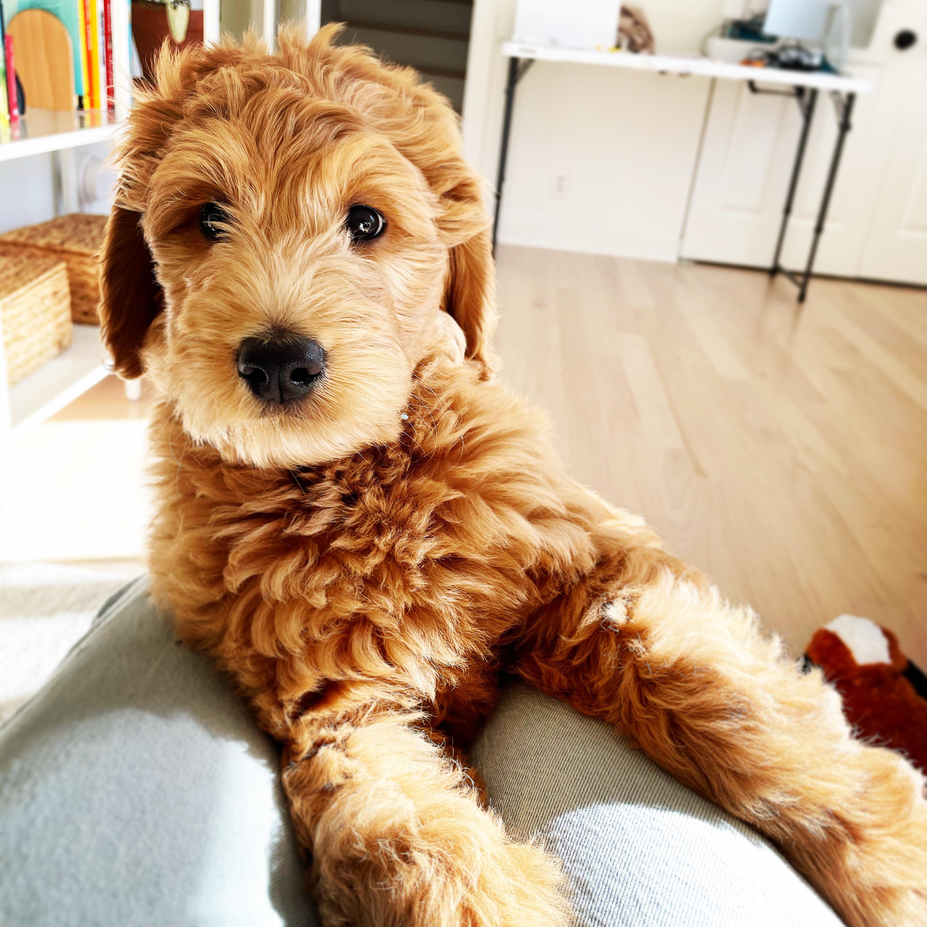 Meet Leo ️ He’s been home for two weeks! | Scrolller