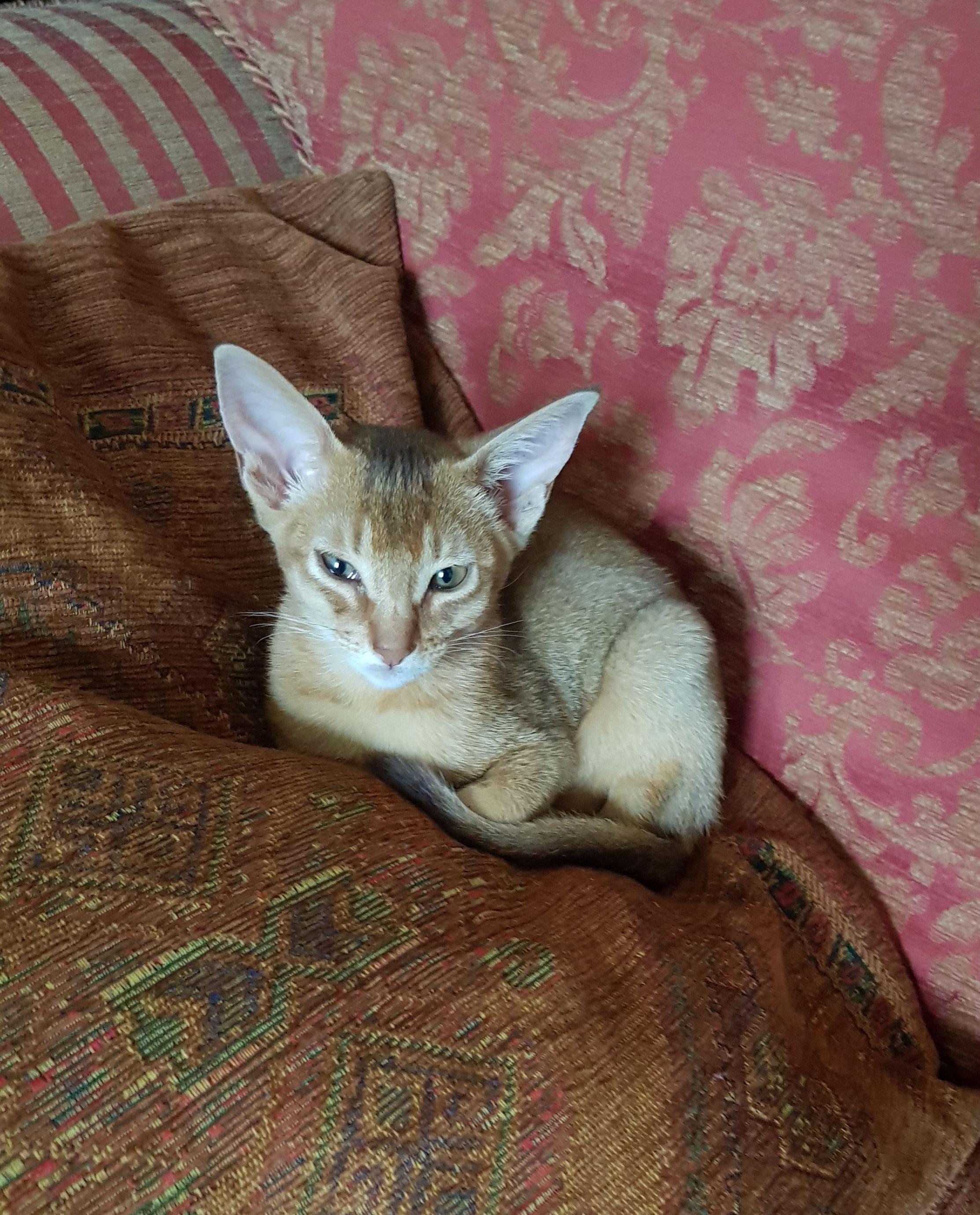 Meet Leon, my new chocolate Abyssinian kitten | Scrolller