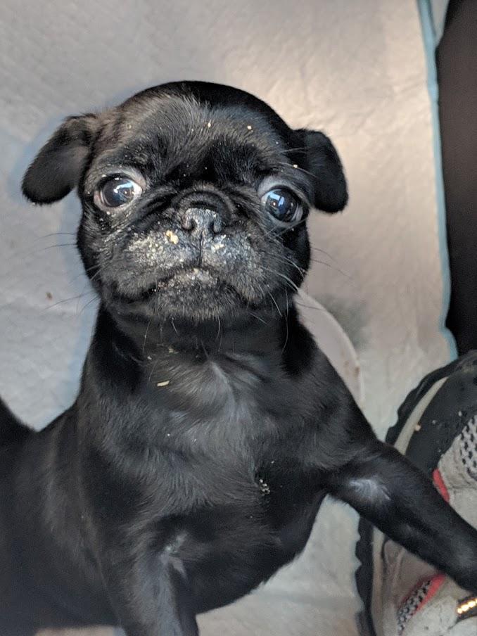 Meet Lilly! | Scrolller