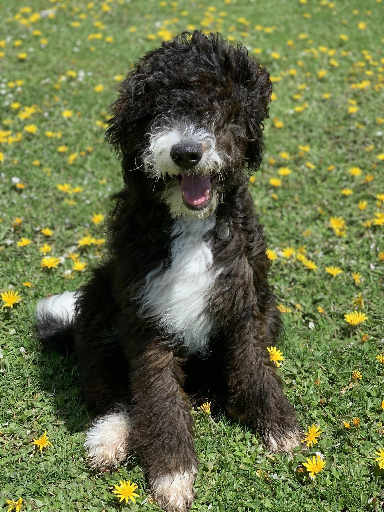 Meet Lily - 5 months, female F1b. | Scrolller