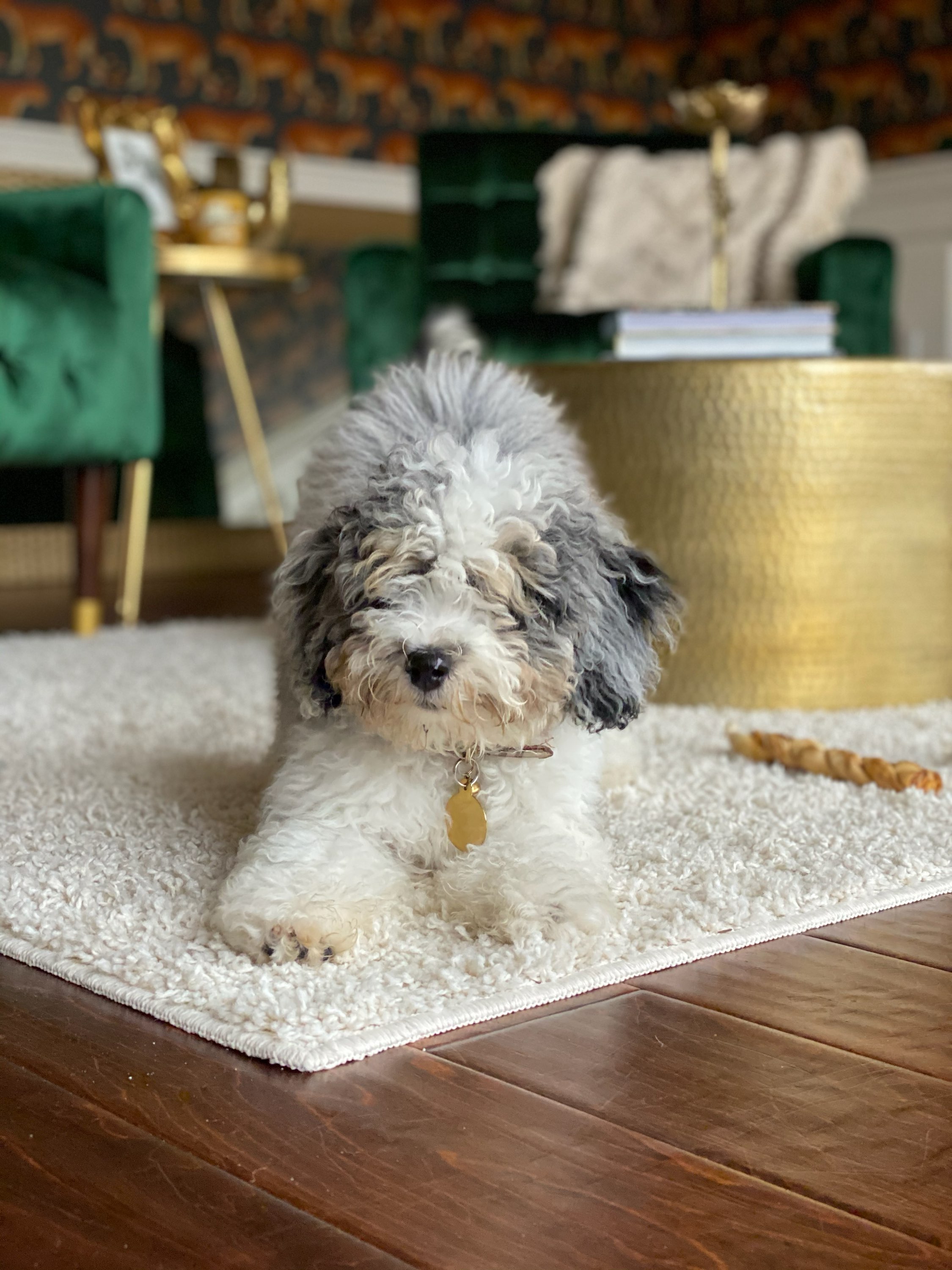 Meet Lucky! 🐆 | Scrolller