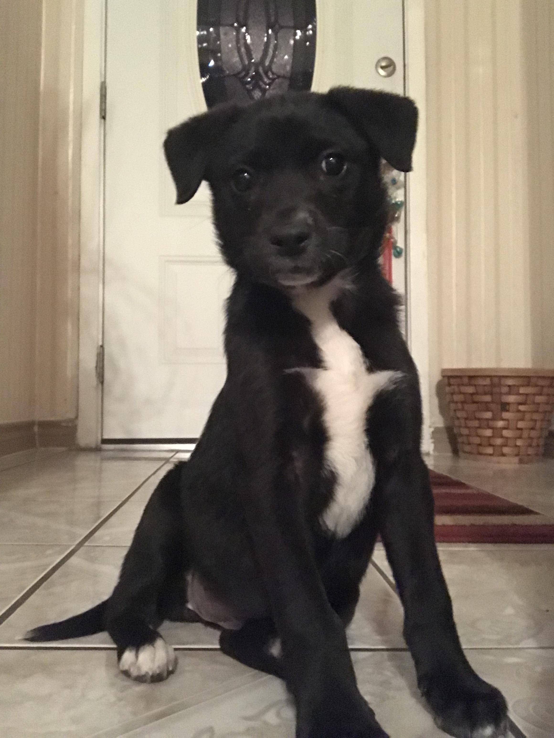 Meet Lucy! | Scrolller