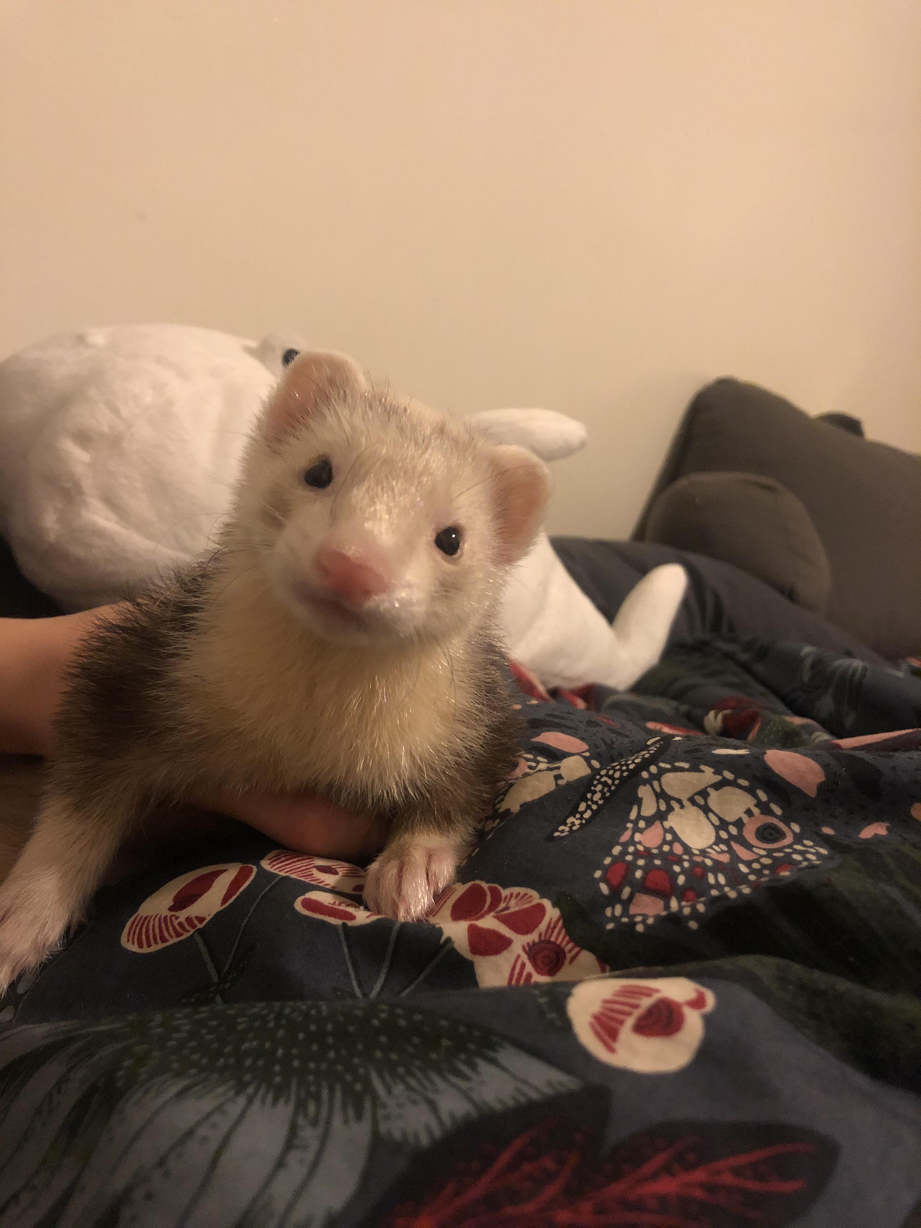 Meet Luna! My sweet baby girl | Scrolller