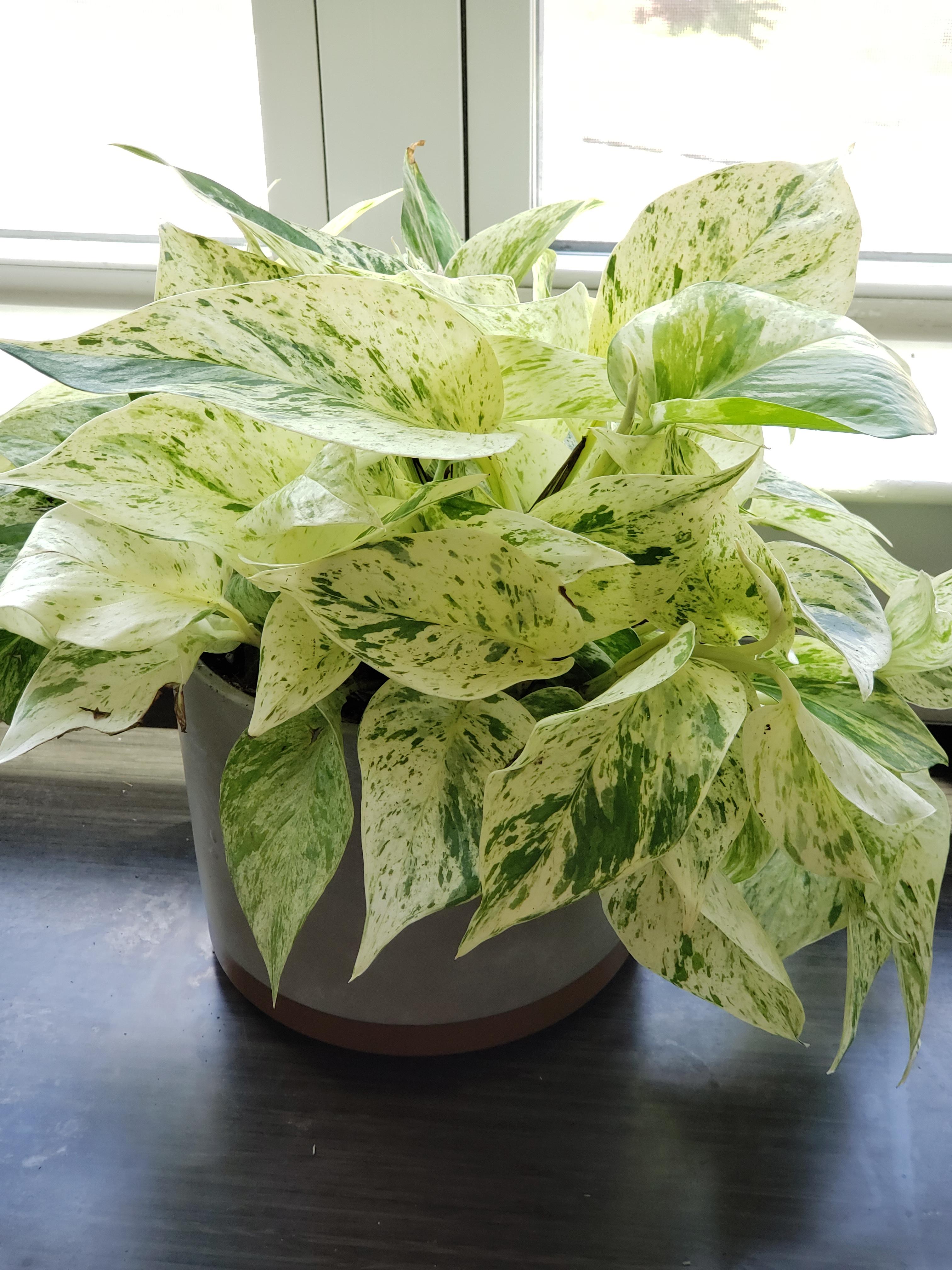 Meet makoto, my marble queen pothos! | Scrolller