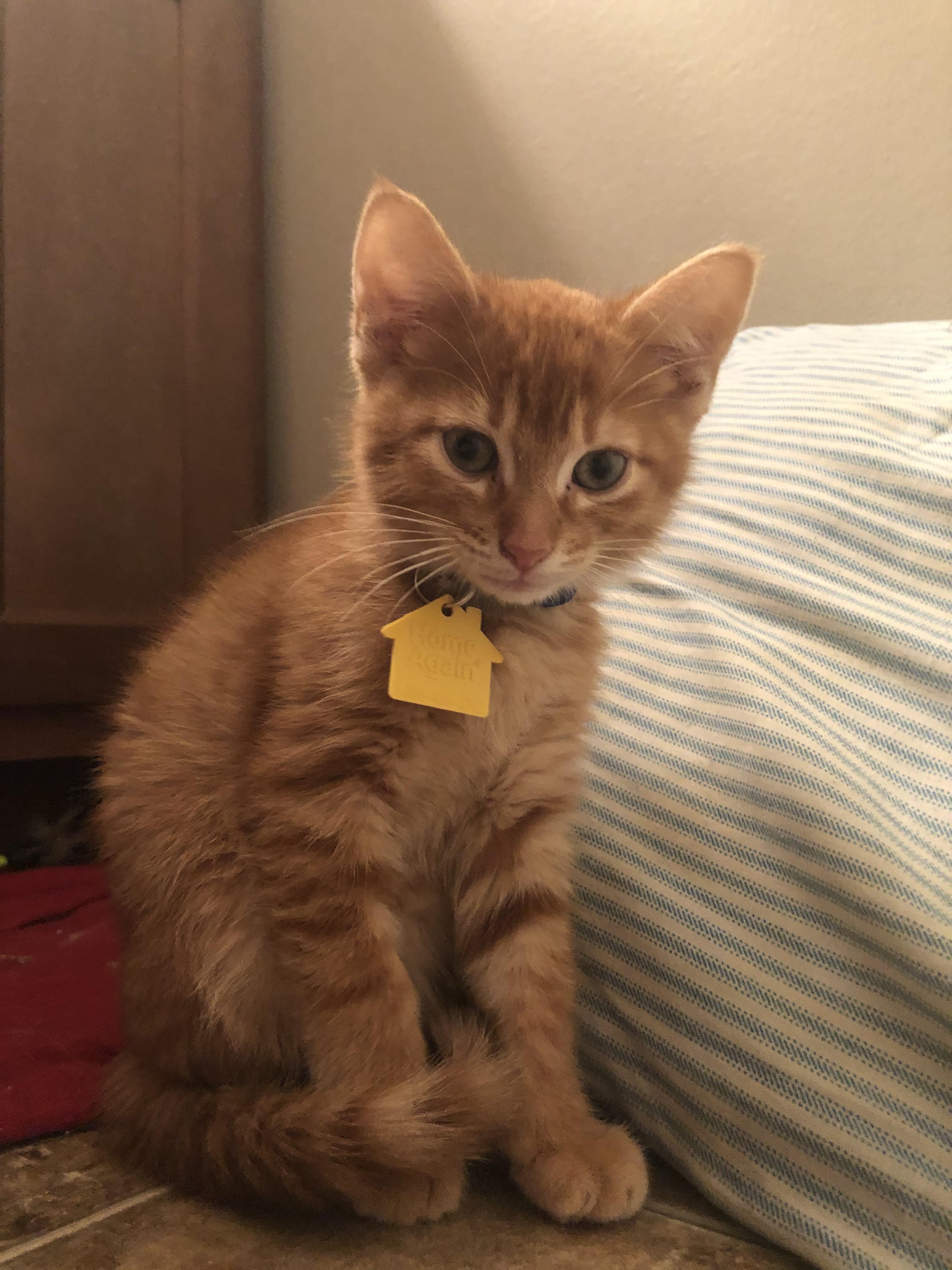 meet mango! | Scrolller