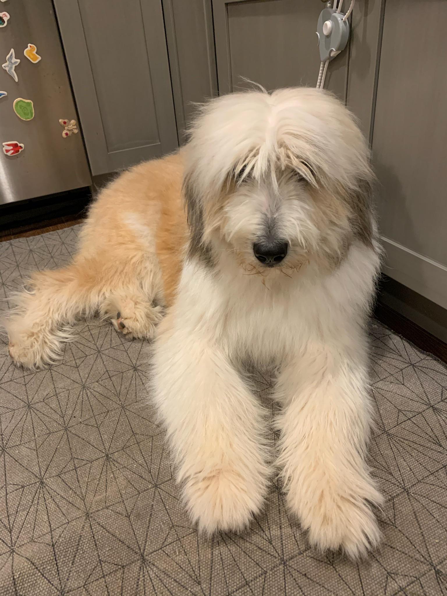 Meet Maple, he is a Great Pyrenees mix. | Scrolller