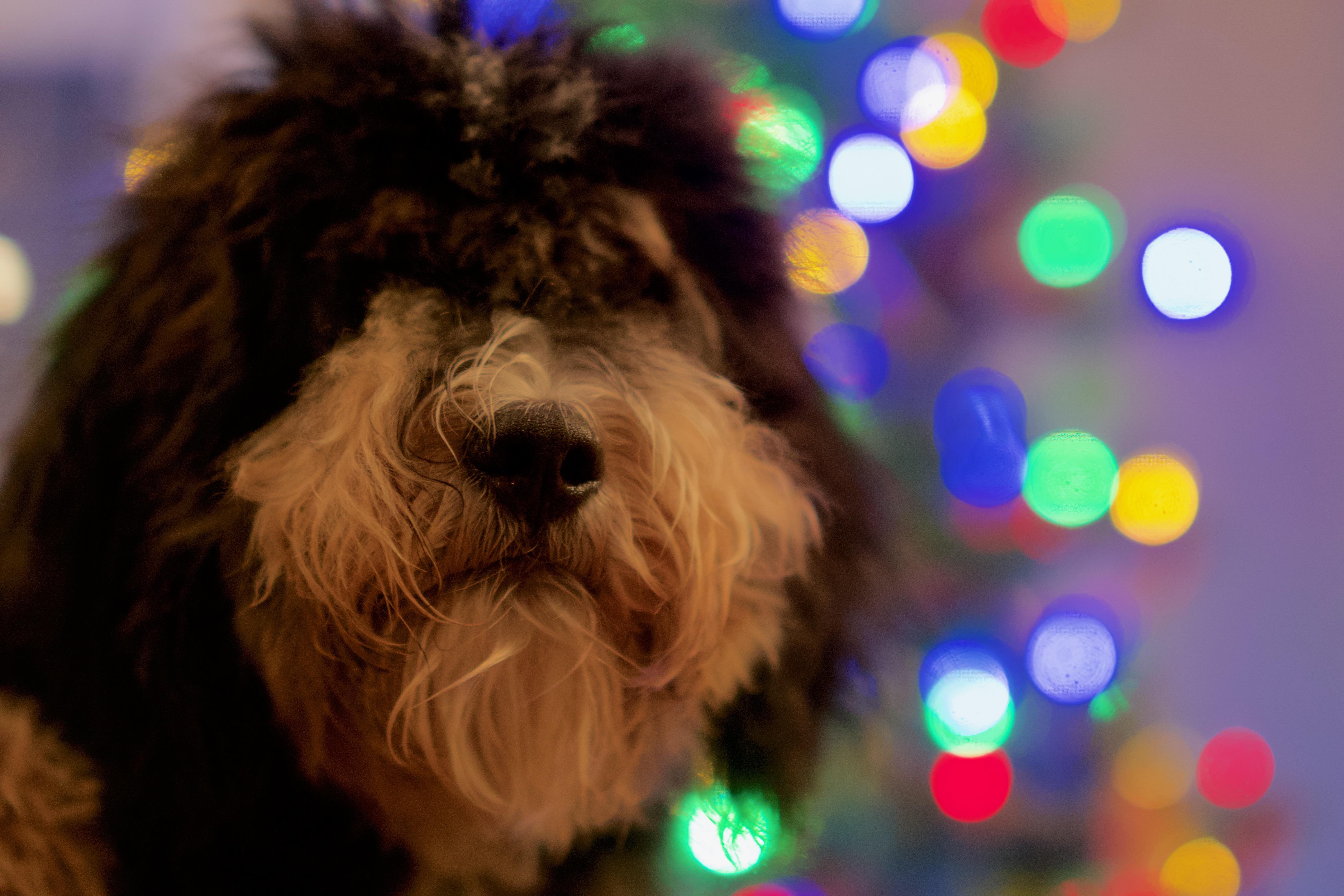 Meet Millie (standard bernedoodle) | Scrolller