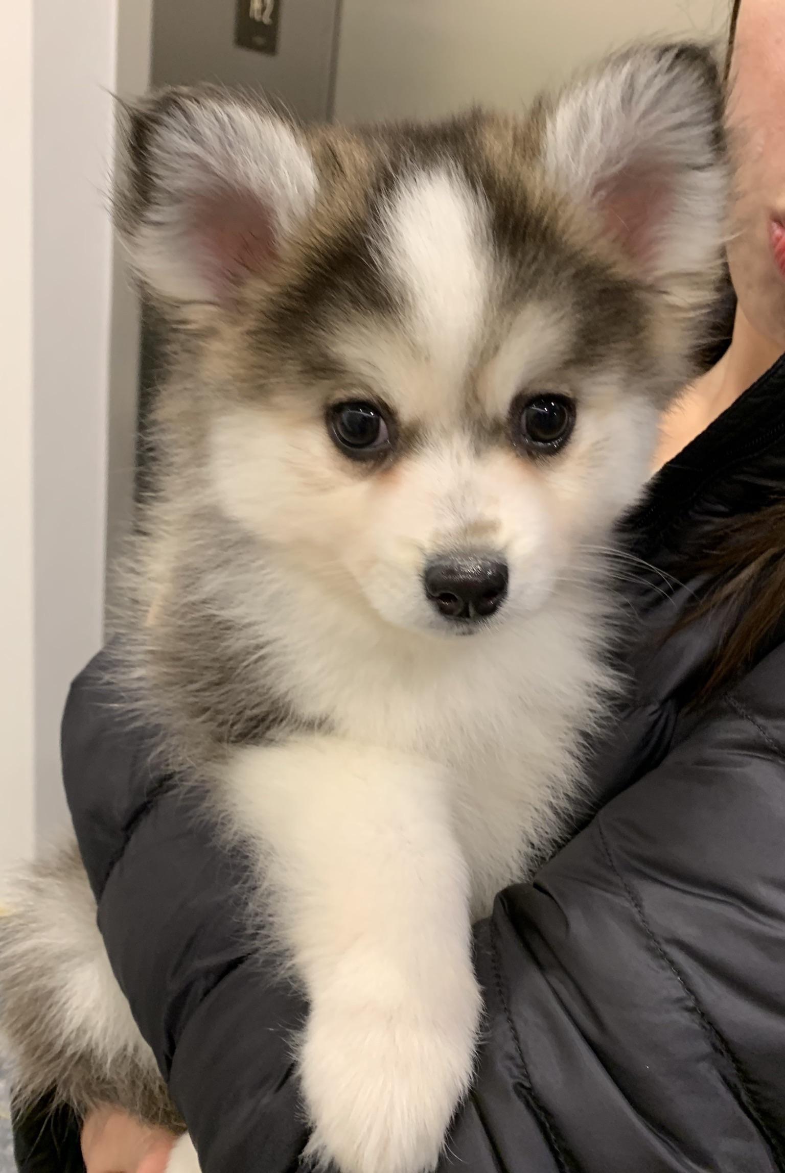 Meet Mochi-Bear (aka Mochi). He’s 9 weeks old 💁‍♂️ | Scrolller
