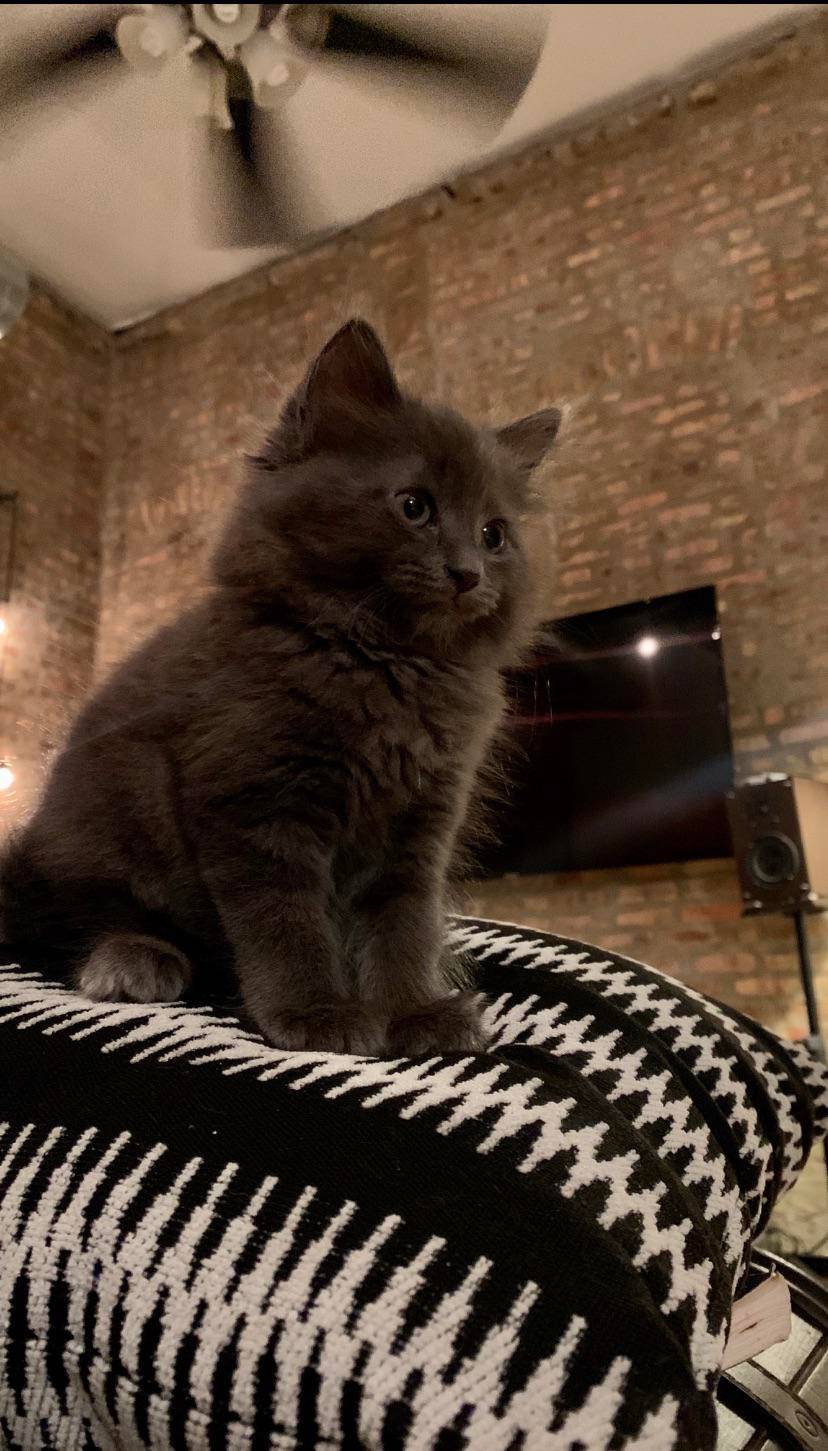 Meet, Mona! | Scrolller