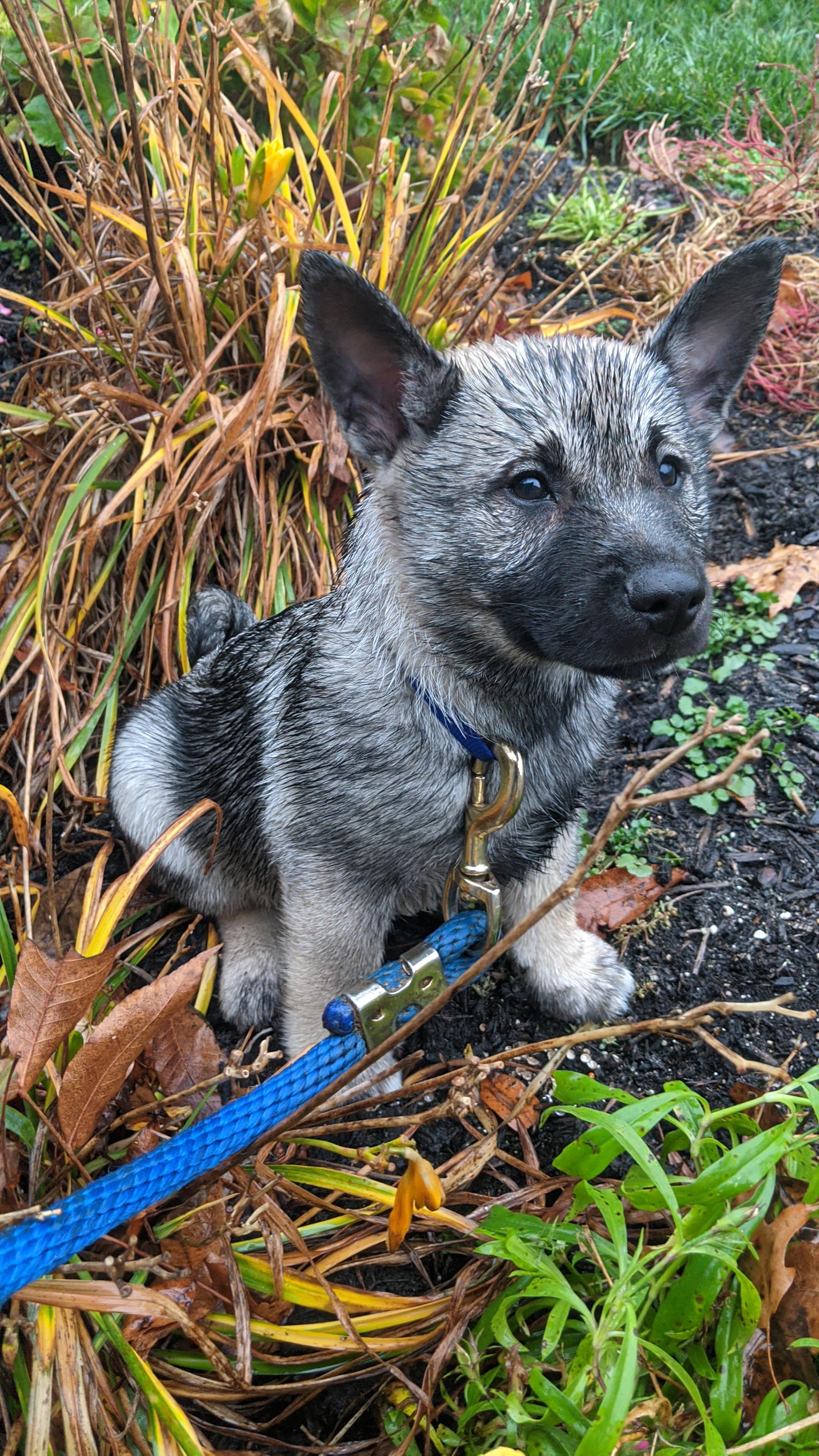 Meet Moose! 9 weeks old | Scrolller