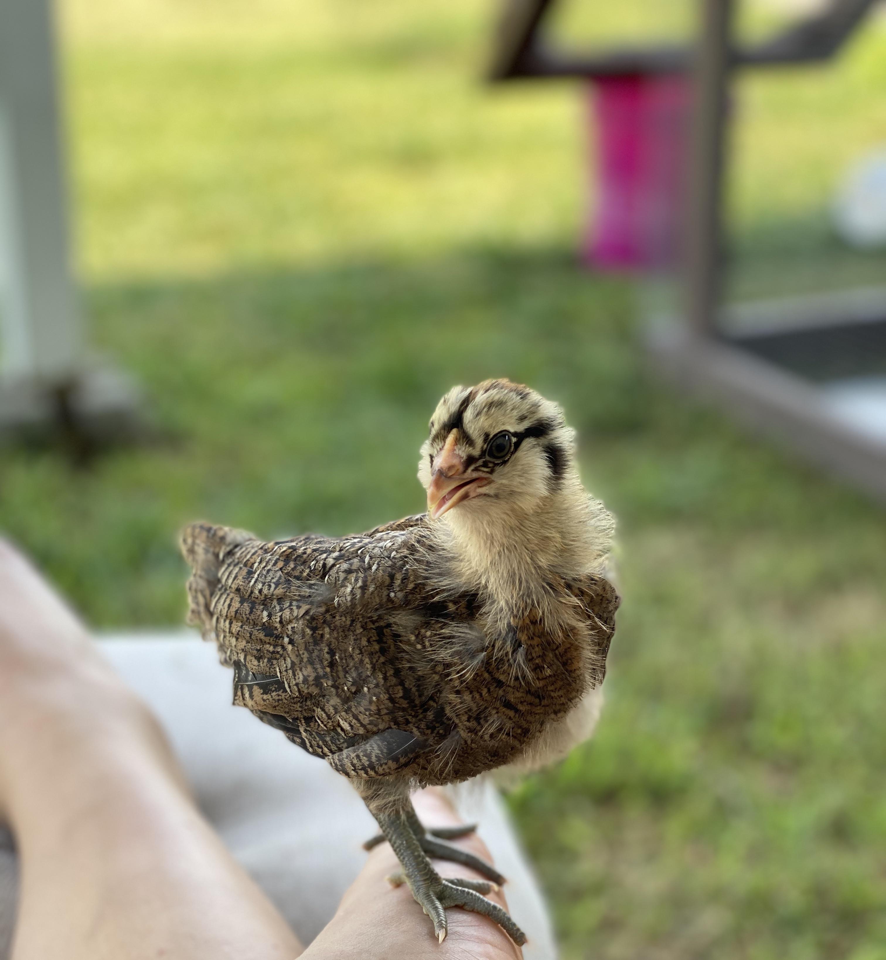 Meet most curious chick, Willow 🐥 | Scrolller