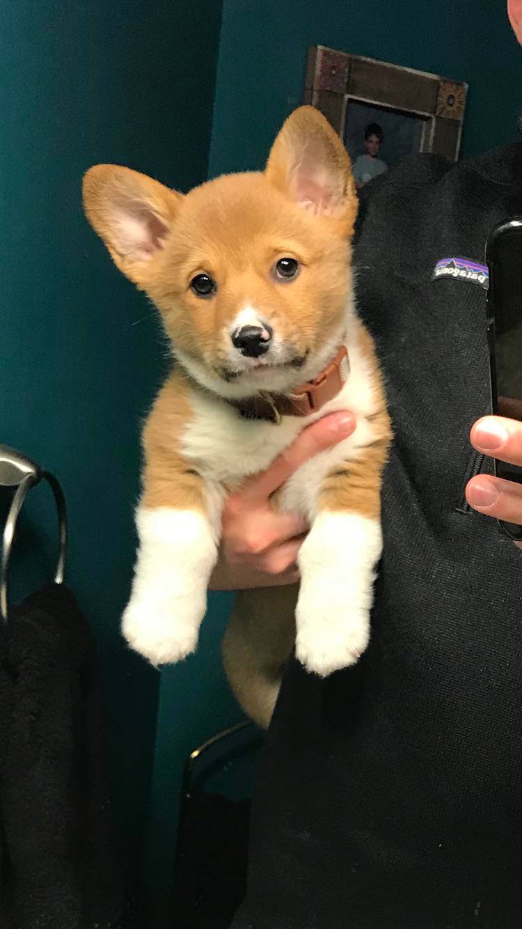 Meet my 10 week old boy, Stanley! | Scrolller