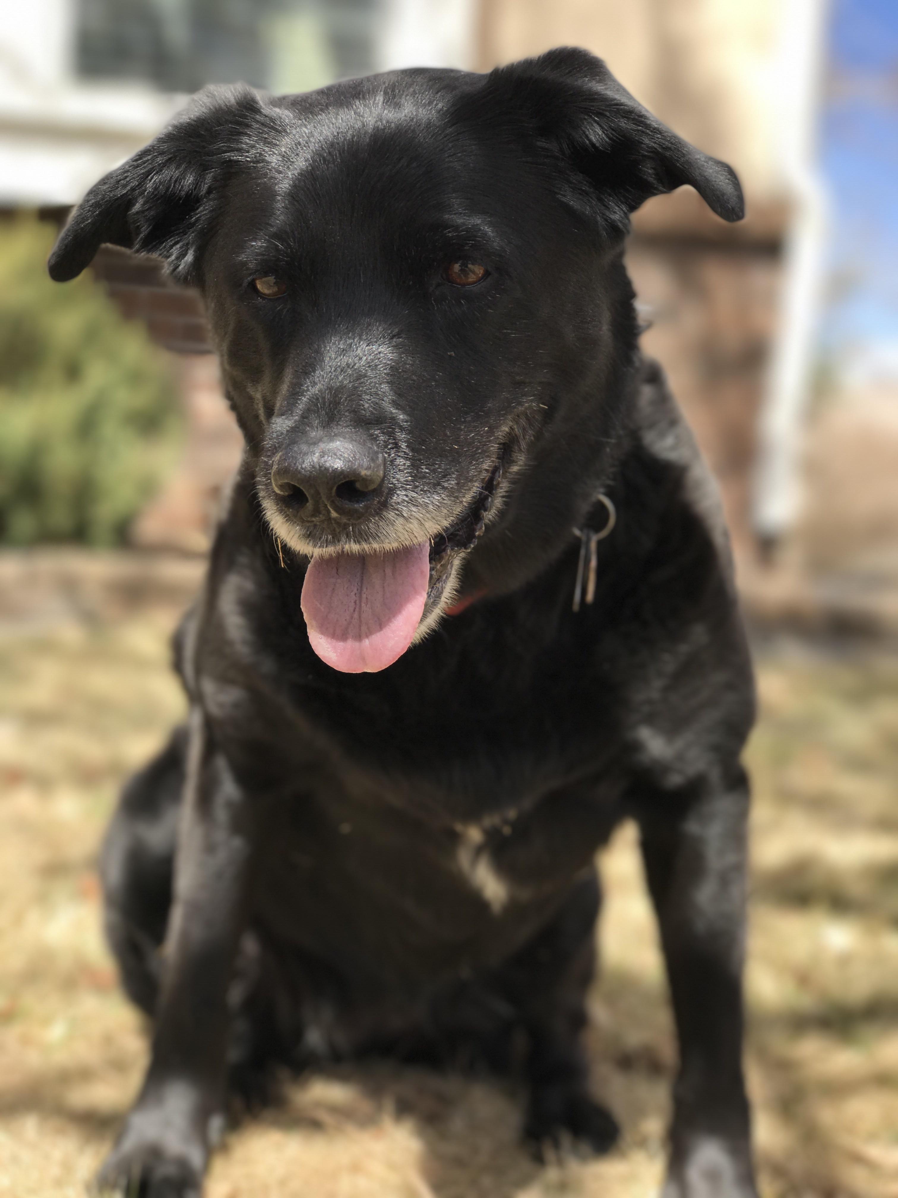 Meet my 11 year old pupper 😍 | Scrolller