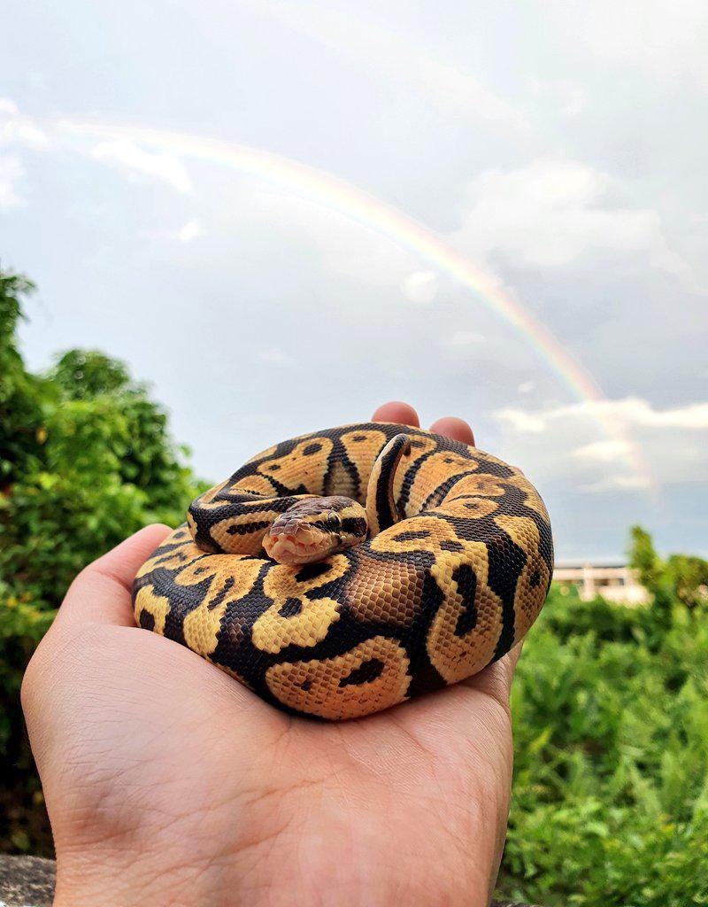 Meet my baby Luca 🐍 ️ | Scrolller