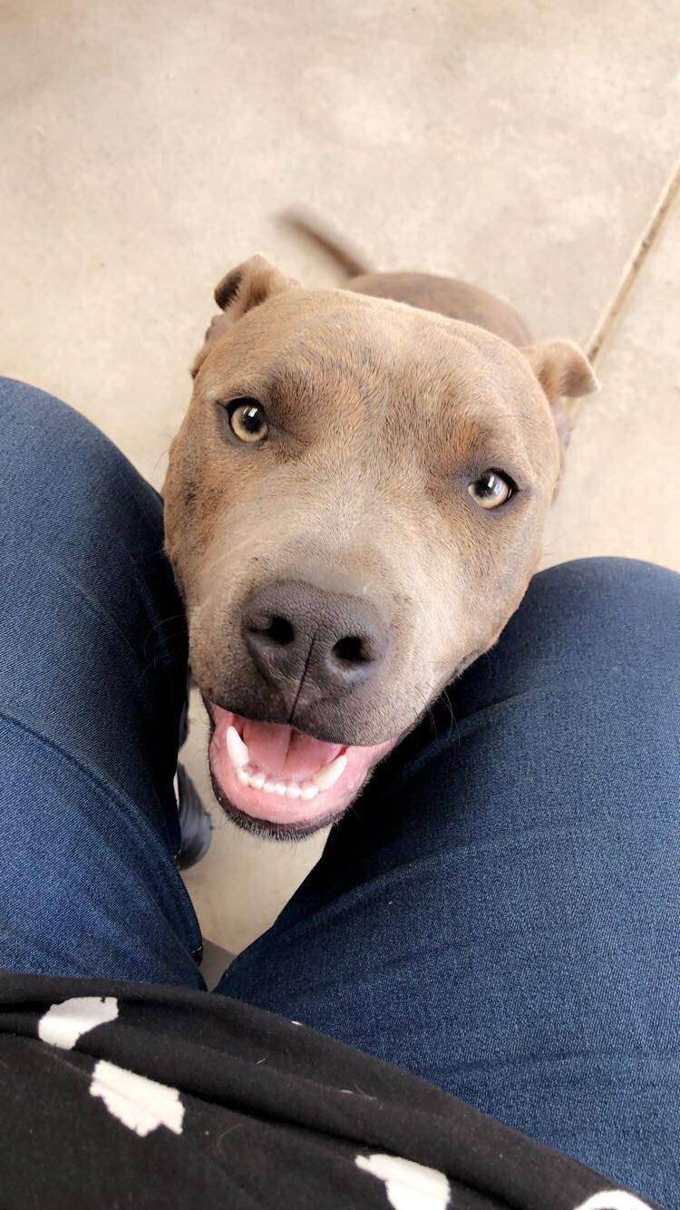 Meet my brother’s pup, Apollo! He’s a heckin’ good boye. | Scrolller