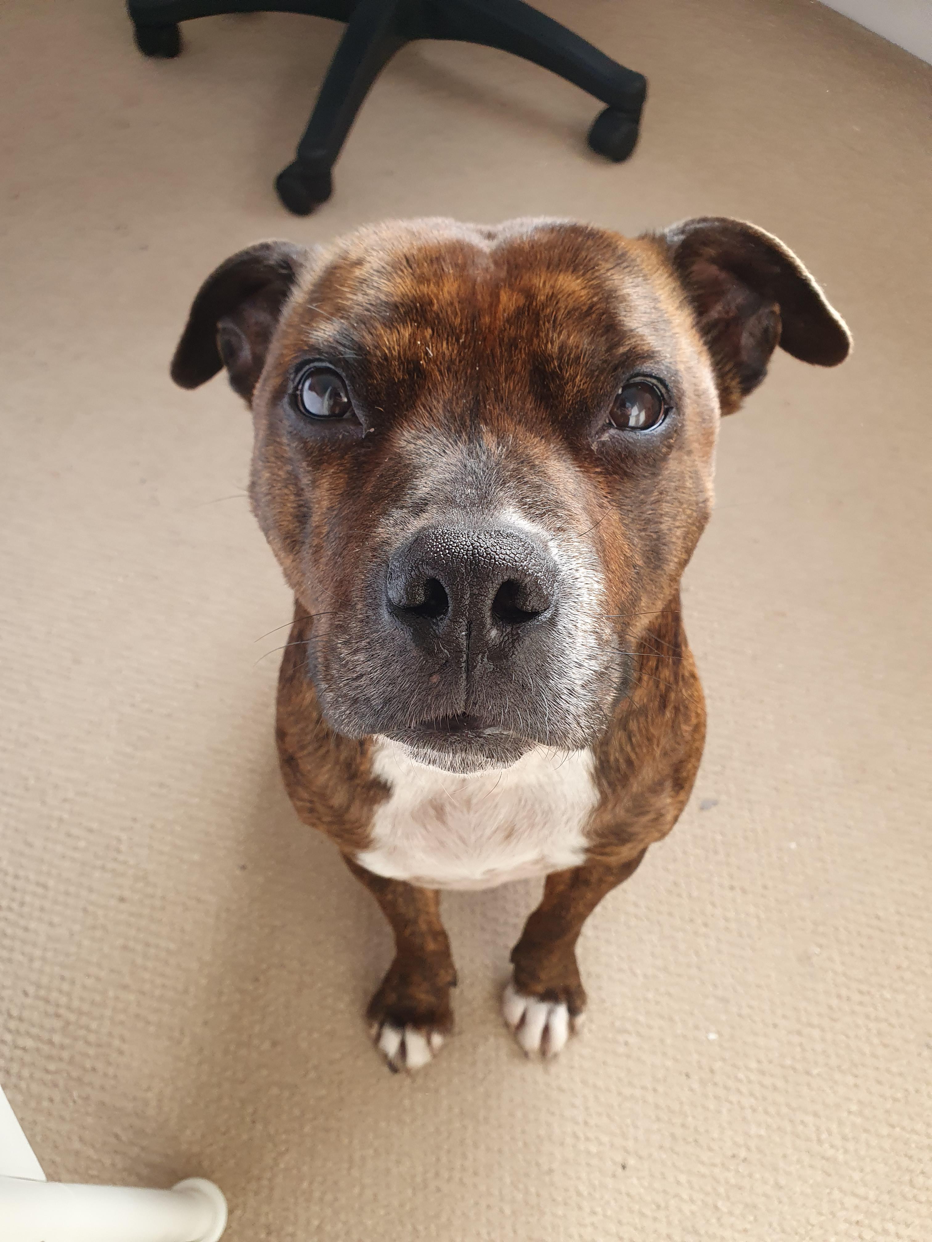 Meet my companion Bruce | Scrolller