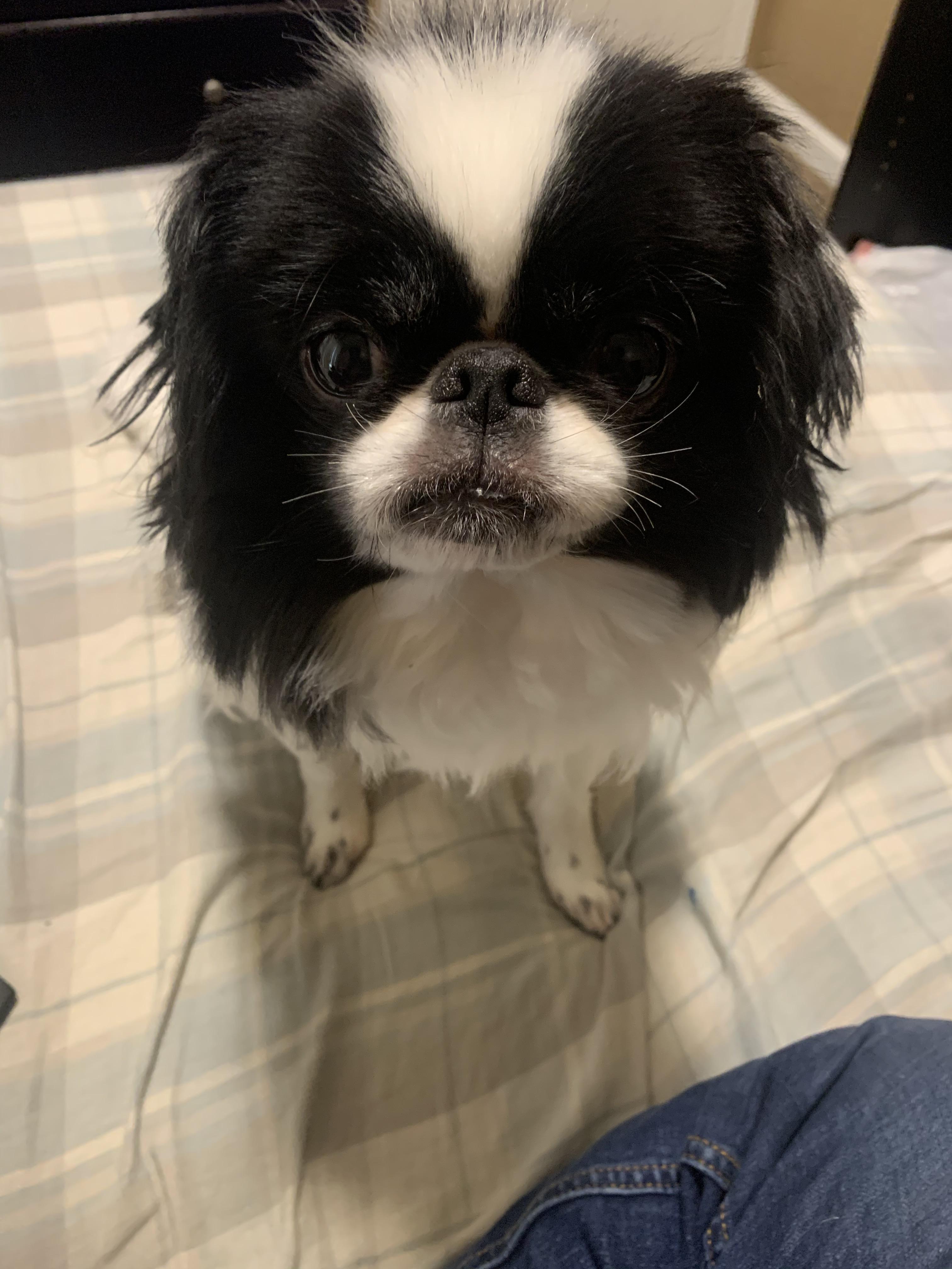 Meet my fluff boi Appah. He says hello to you all and wishes good luck. | Scrolller