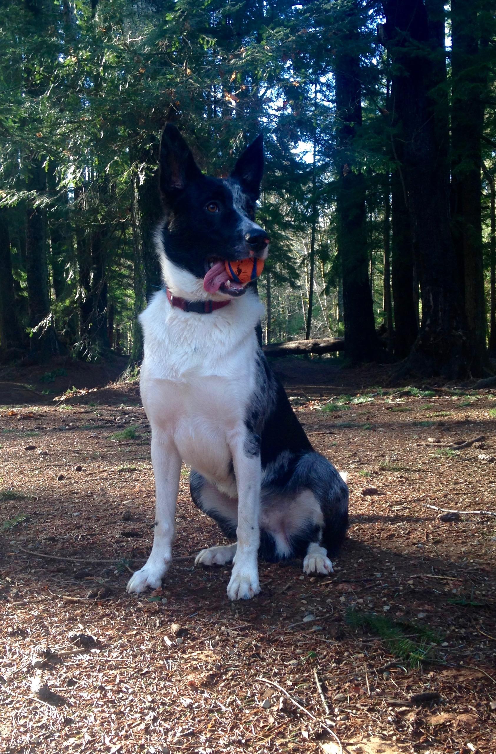 Meet my Kelpie/Heeler mix | Scrolller