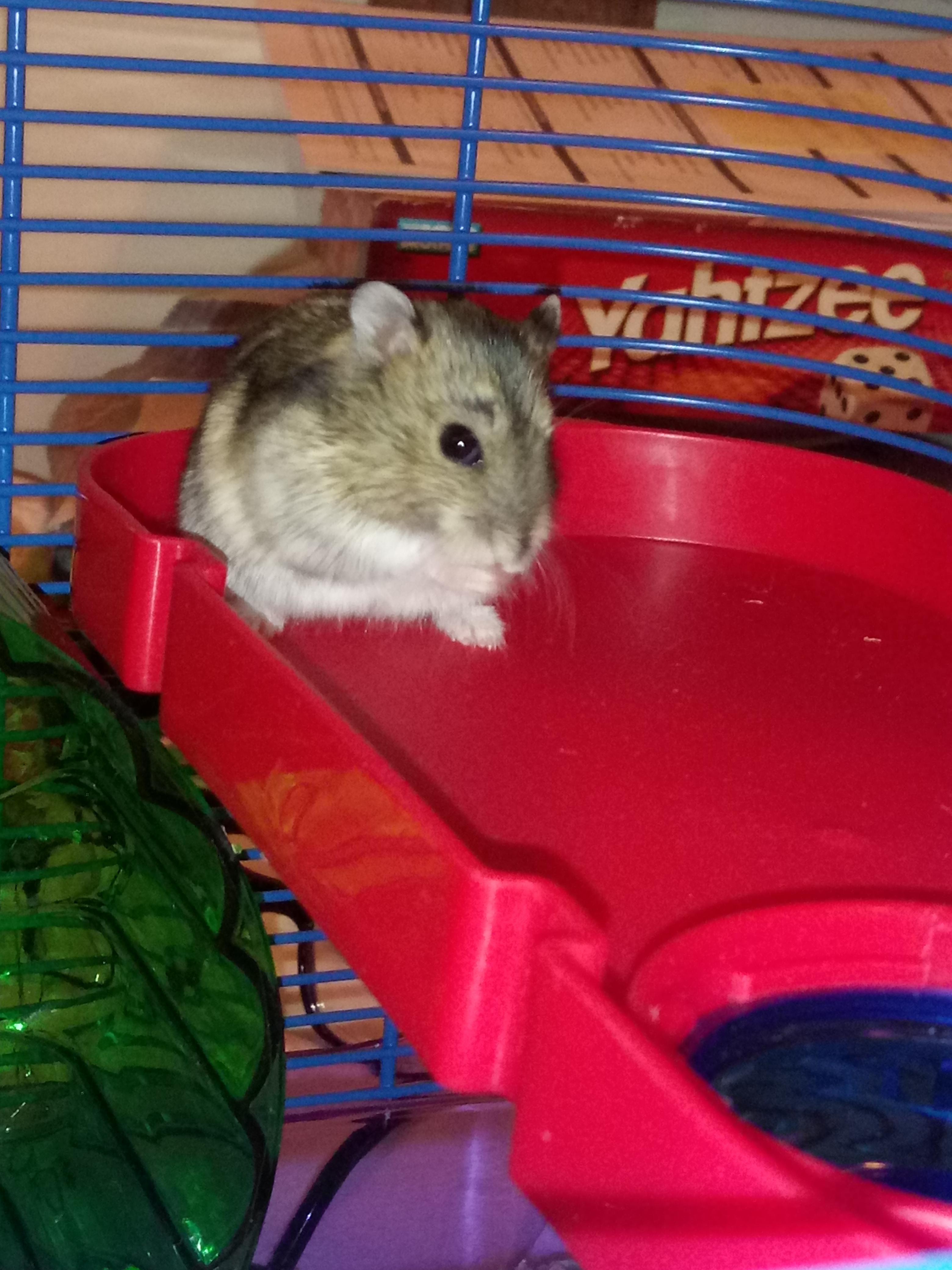 Meet my new friend, Ulf!! He is a winter white hamster! The friendliest little feller ever ...