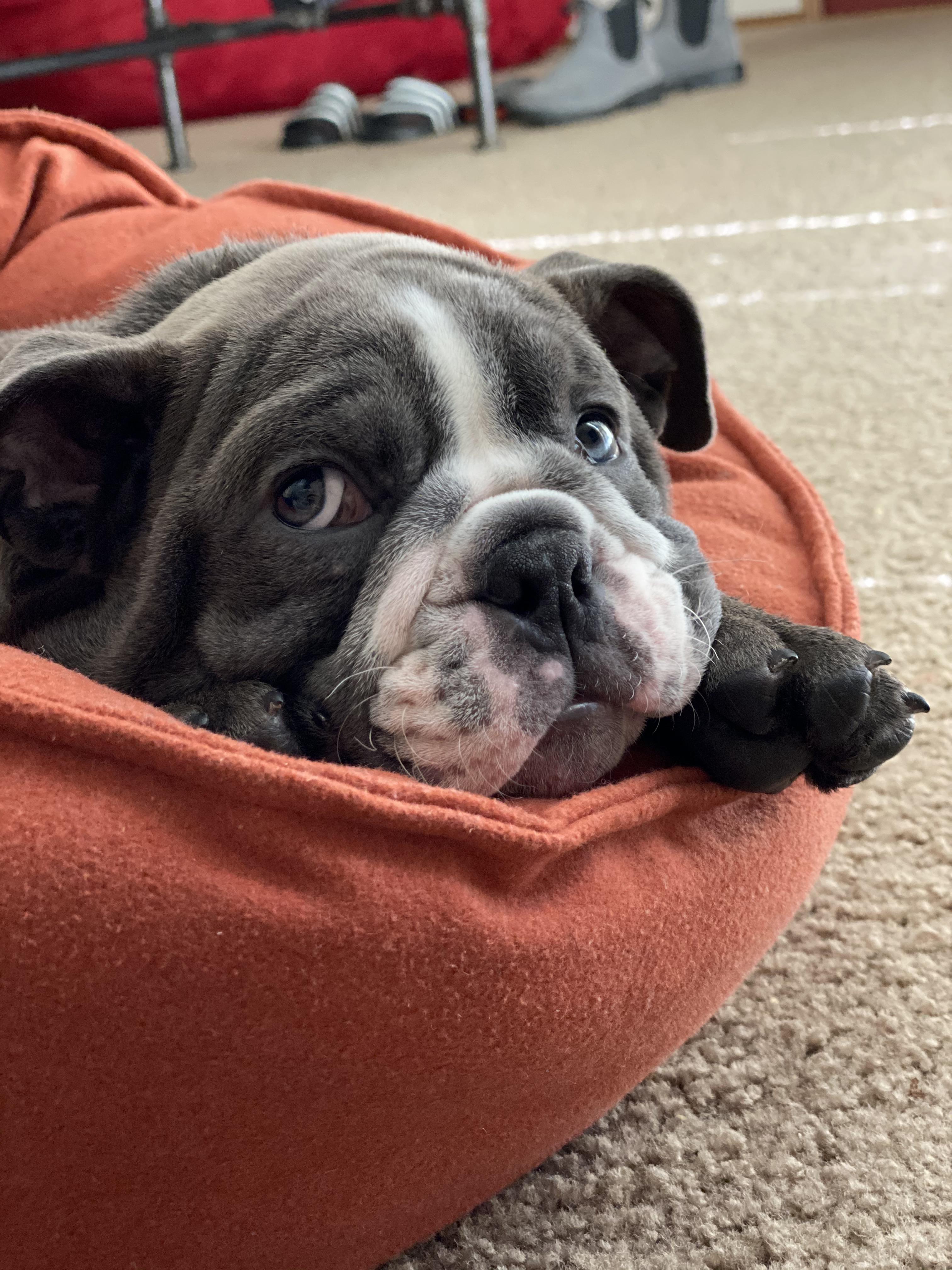 Meet my new puppy Ovie! | Scrolller