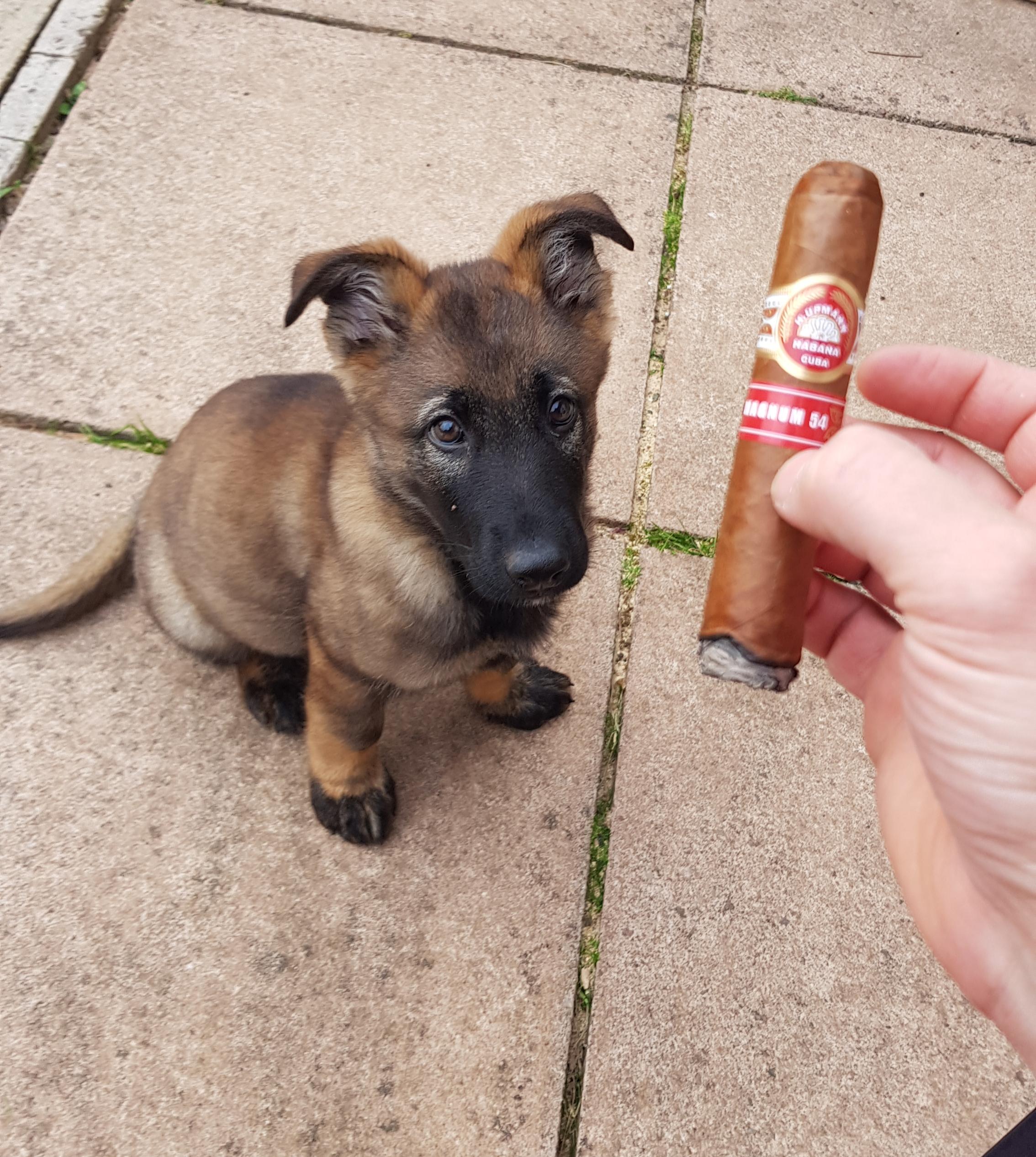 Meet my new smoking buddy, Toby. | Scrolller