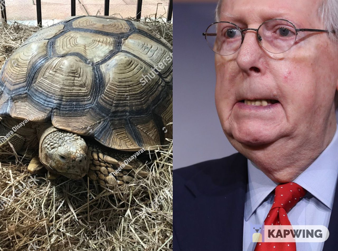 Meet my new turtle Mitch McConnel | Scrolller