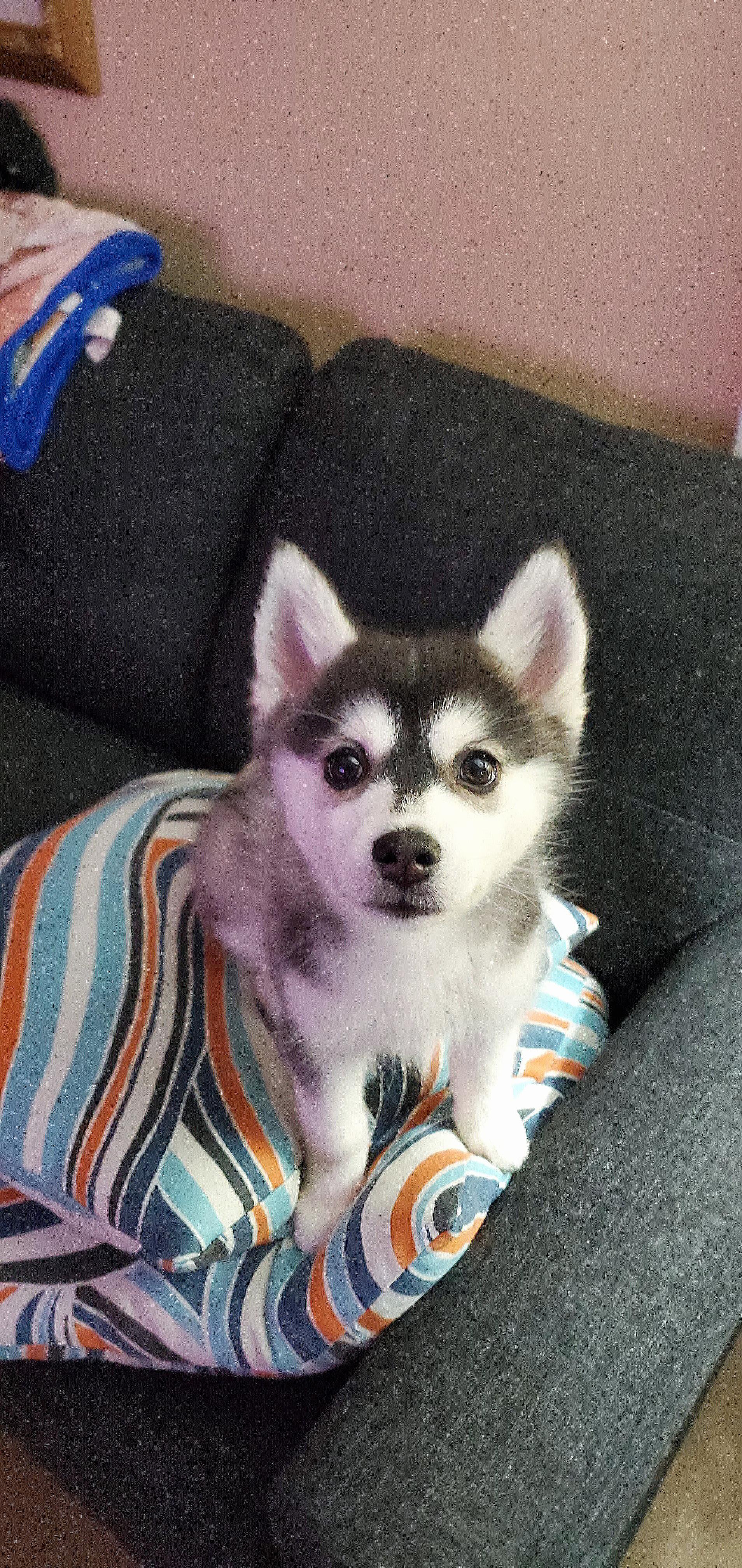 Meet my pomsky Harley | Scrolller