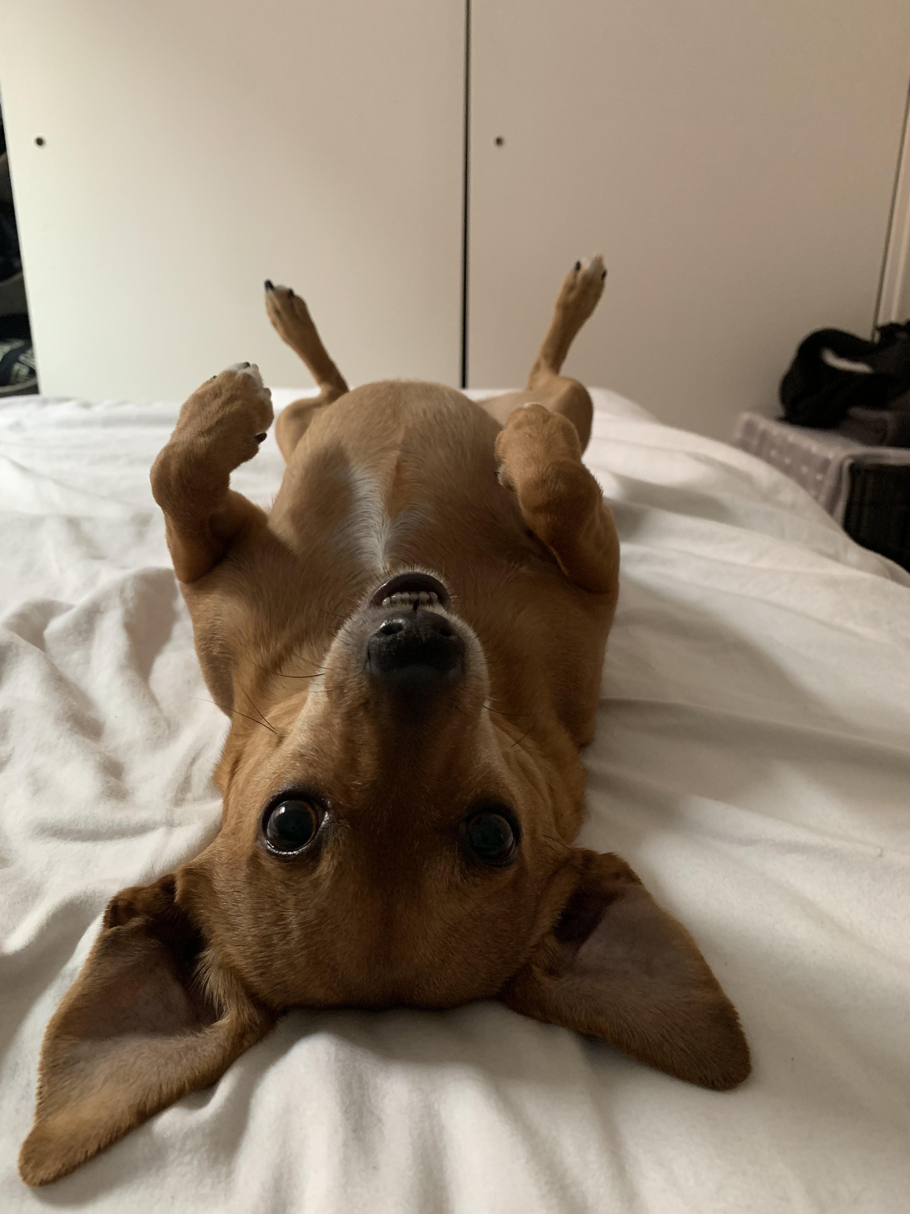 Meet my royal prince, Archie | Scrolller