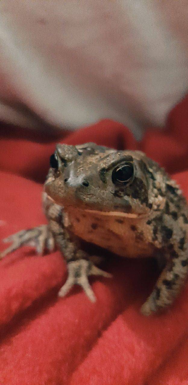 Meet my very polite (amputee) toad! Her name is Stevie. | Scrolller