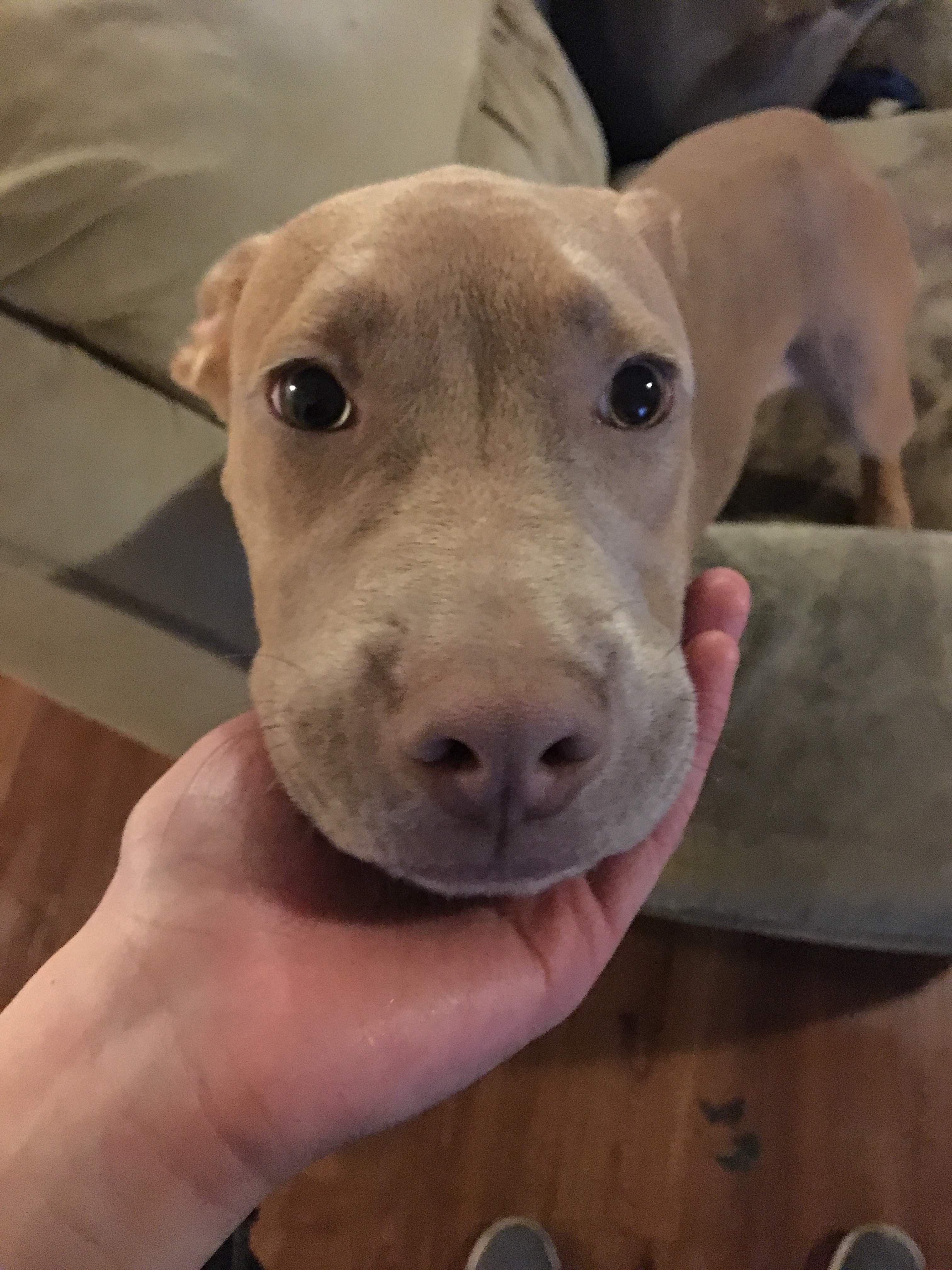 Meet Nala! She loves face kisses | Scrolller