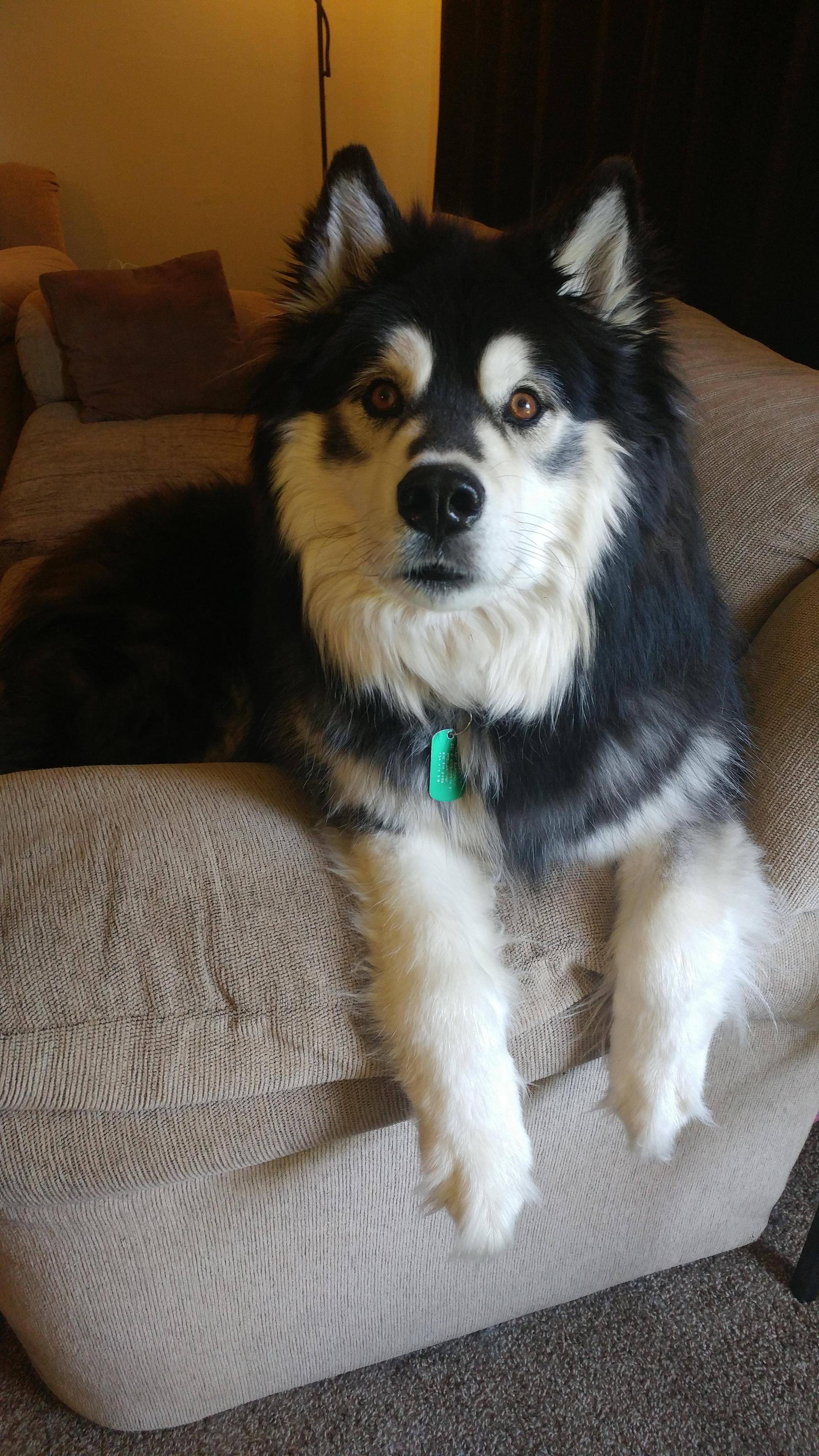 Meet Nero! | Scrolller