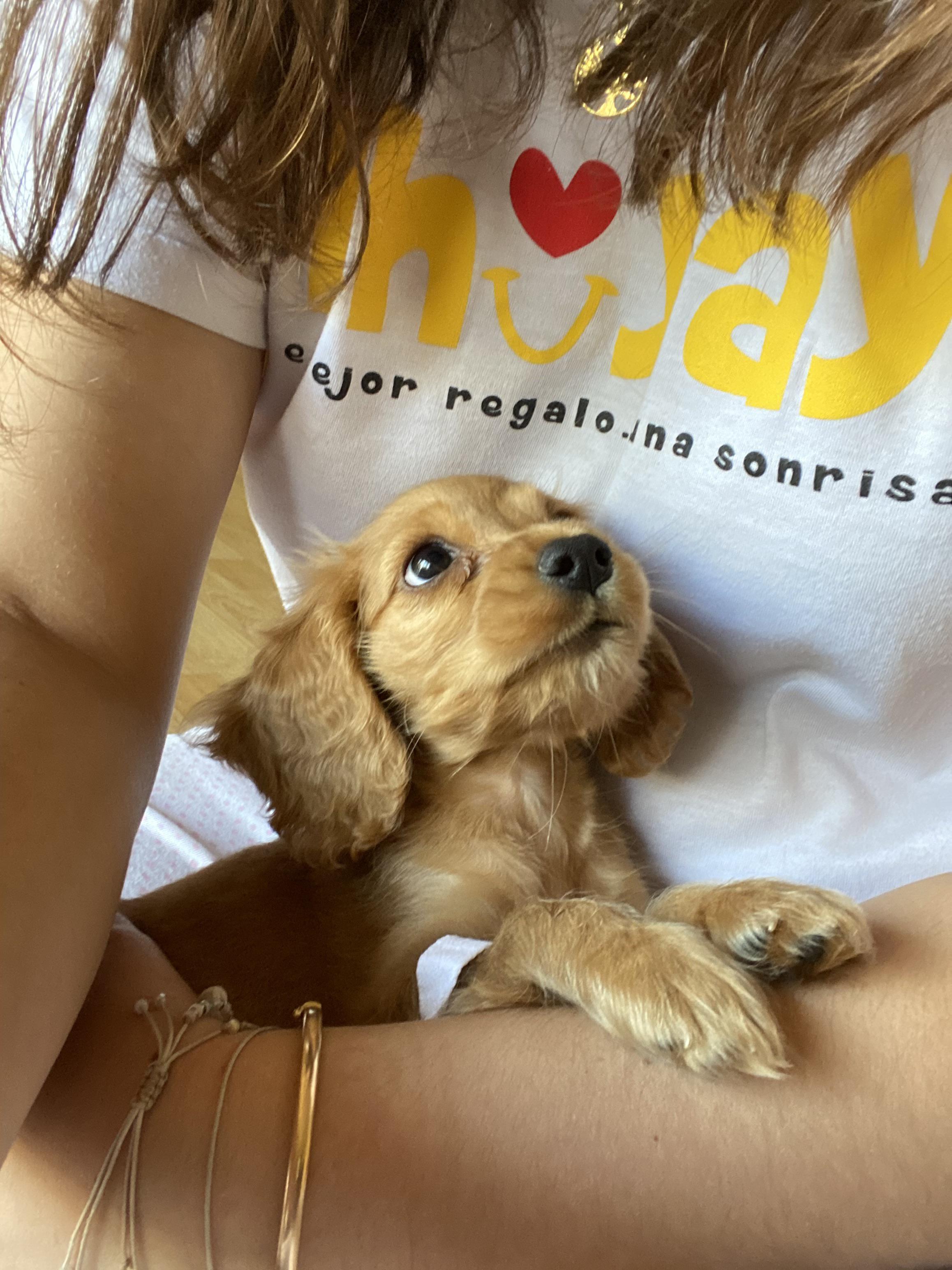 Meet Noah, my puppy, she died today from distemper. Please send her lots of love ️ | Scrolller