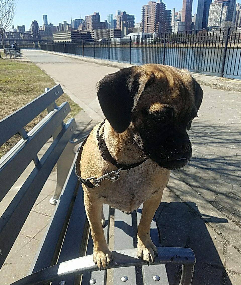 Meet Nolo son of a pug and puggle | Scrolller