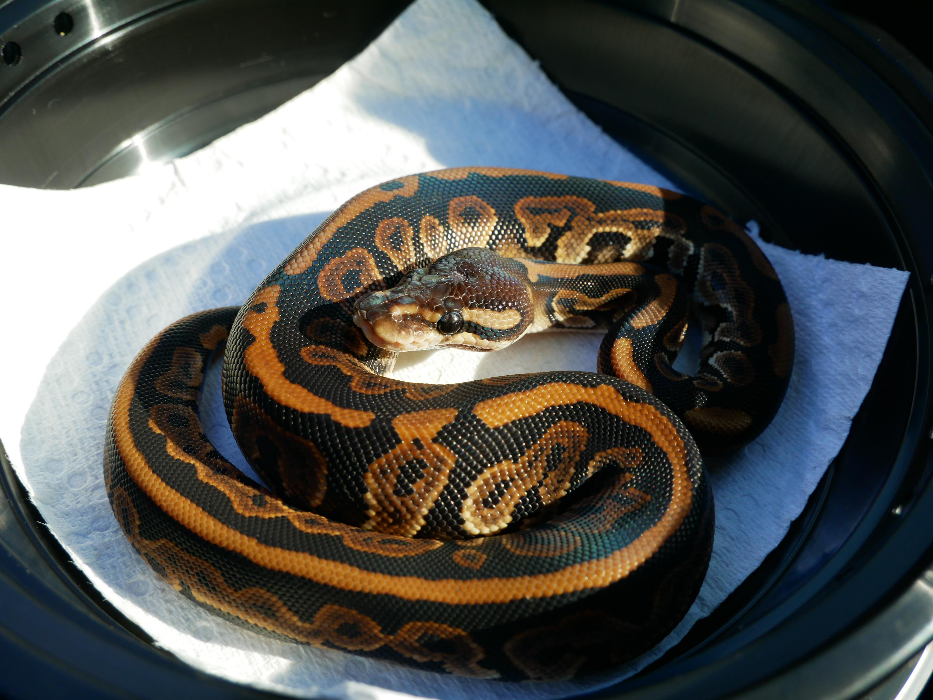 Meet Nova my new Black Pastel het pied female. | Scrolller