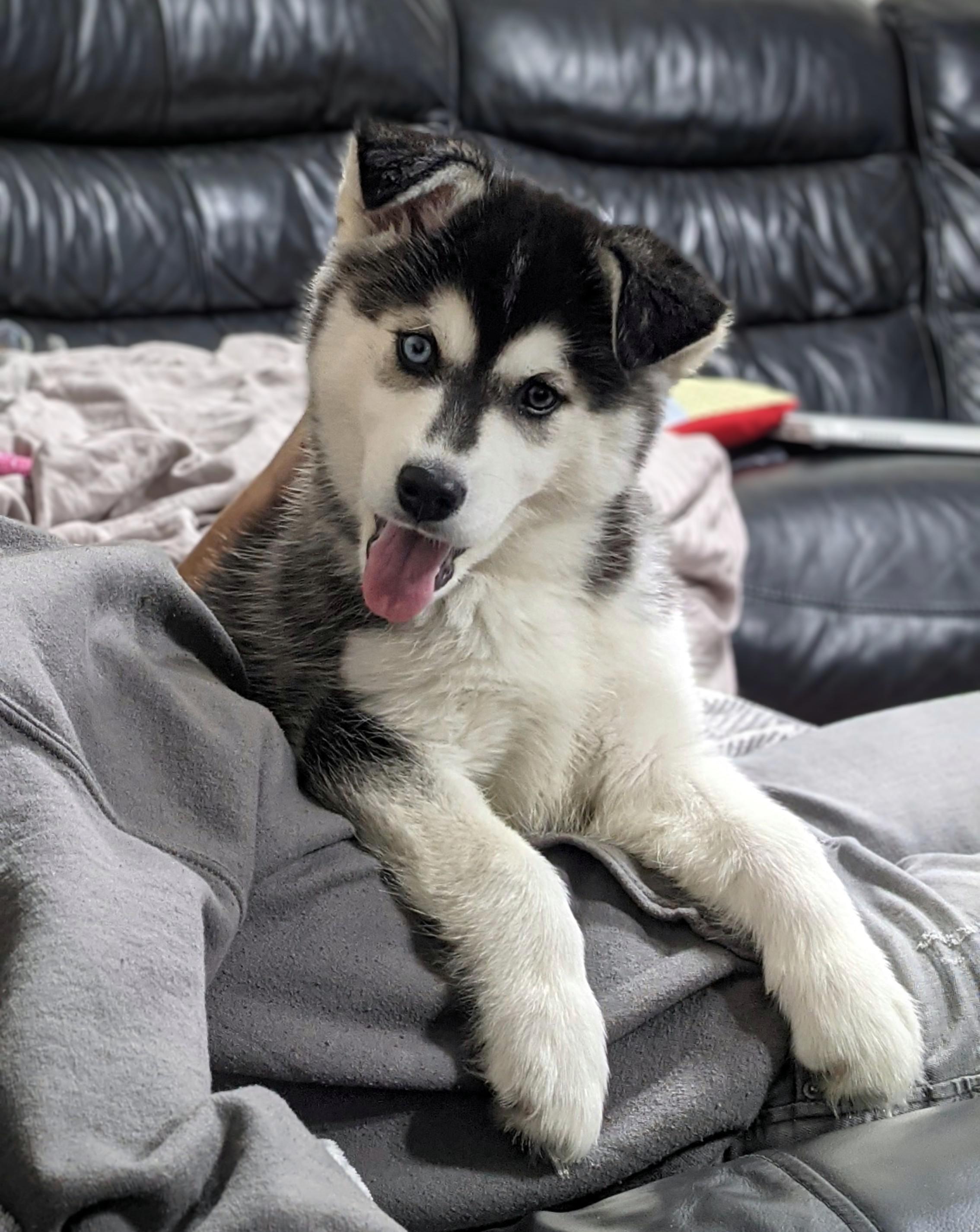 Meet Nova! Our 9 week old Siberian Husky:) | Scrolller