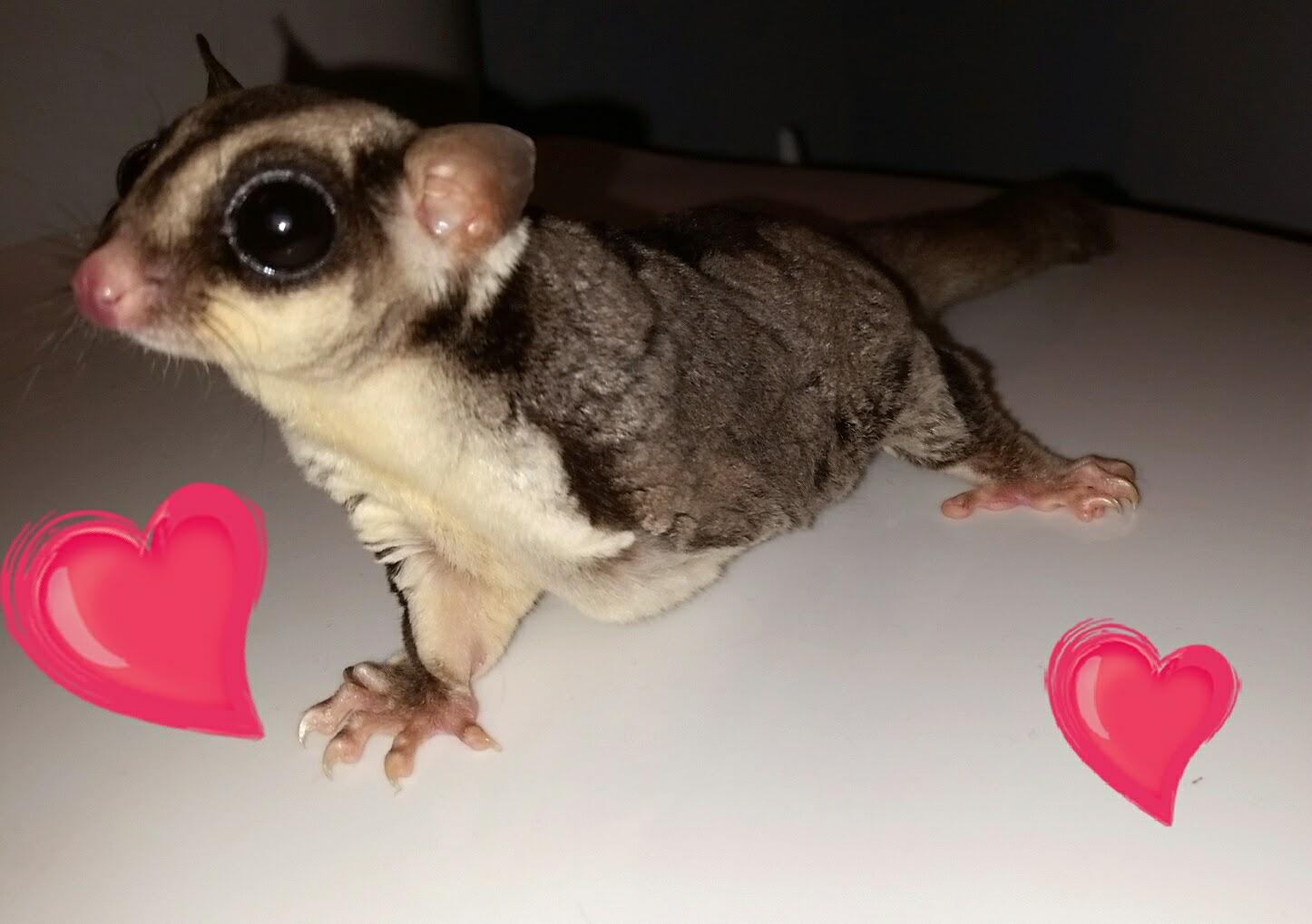 Meet Nubby, the 3 legged glider! | Scrolller